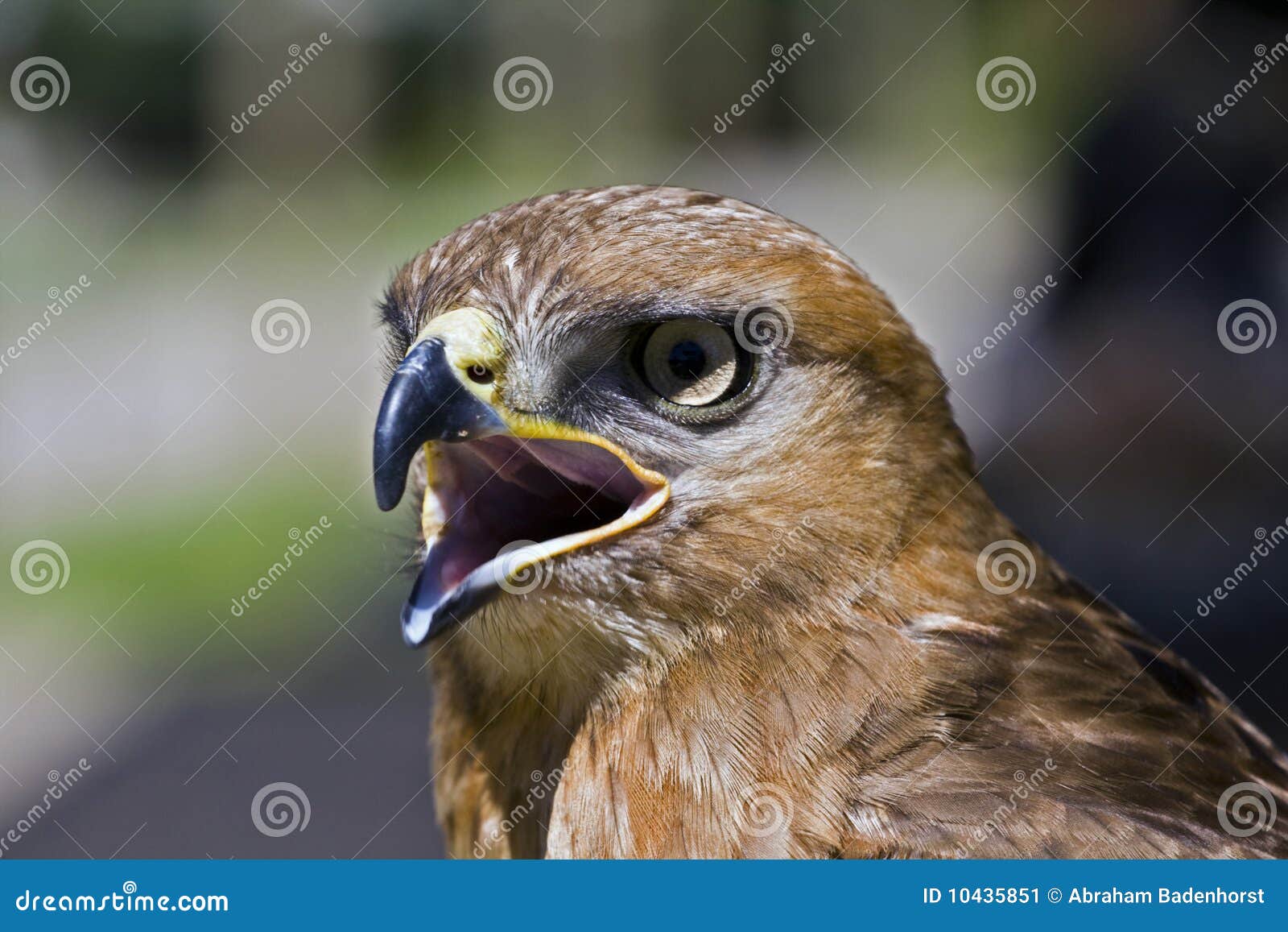 Yellow-billed Kite stock image. Image of south, aegyptius - 10435851