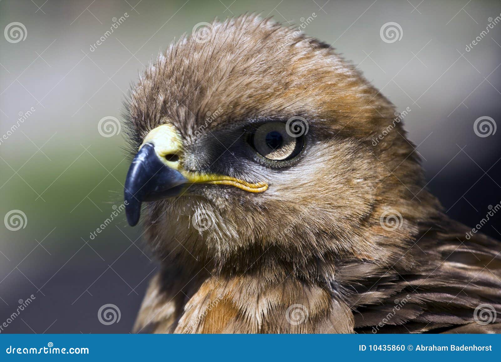 Yellow-billed Kite stock photo. Image of yellow, wild - 10435860