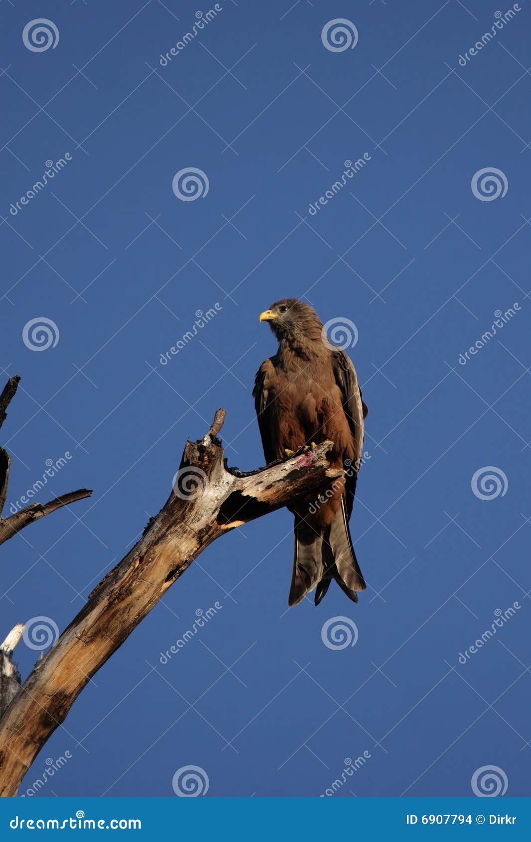 Yellow-billed Kite stock photo. Image of milvus, nature - 6907794