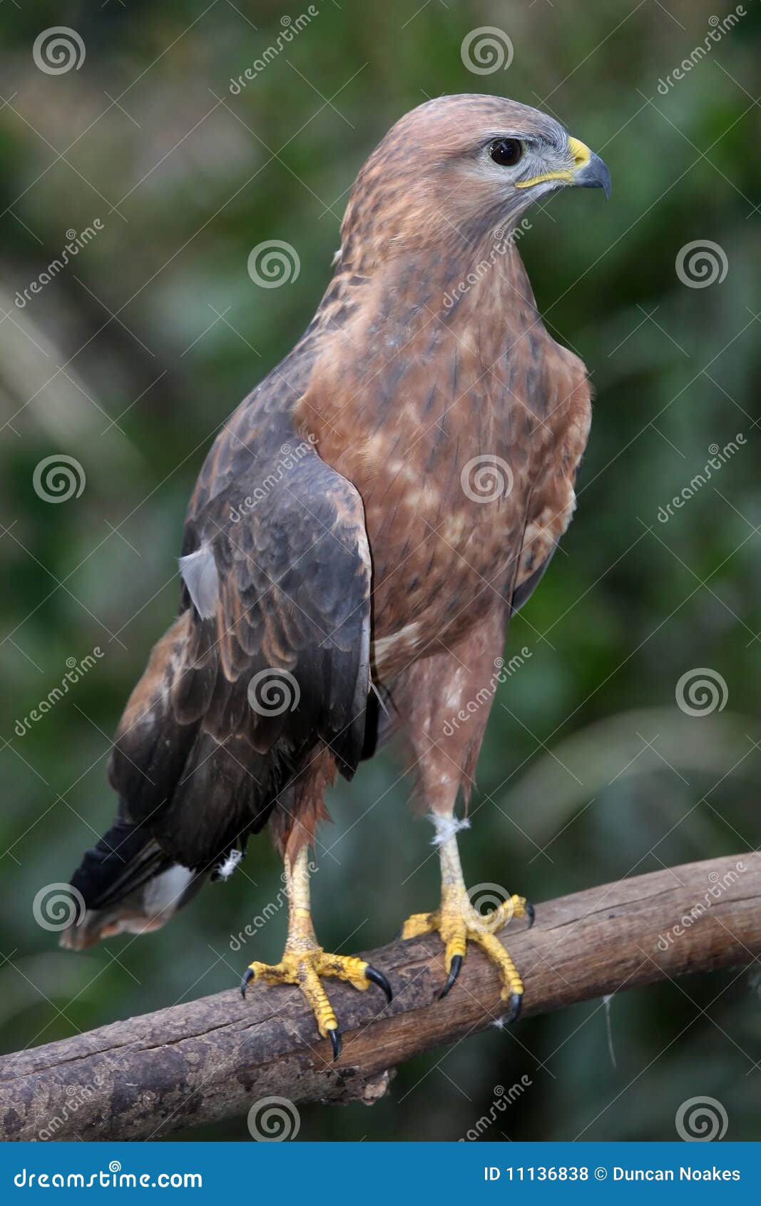 Yellow Billed Kite Bird stock photo. Image of rehabilitation - 11136838