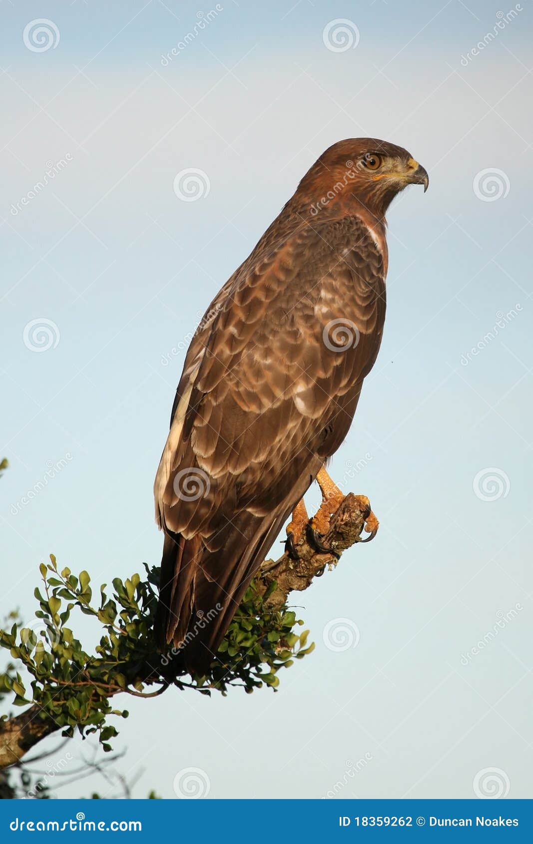 Yellow billed kite bird stock photo. Image of branch - 18359262