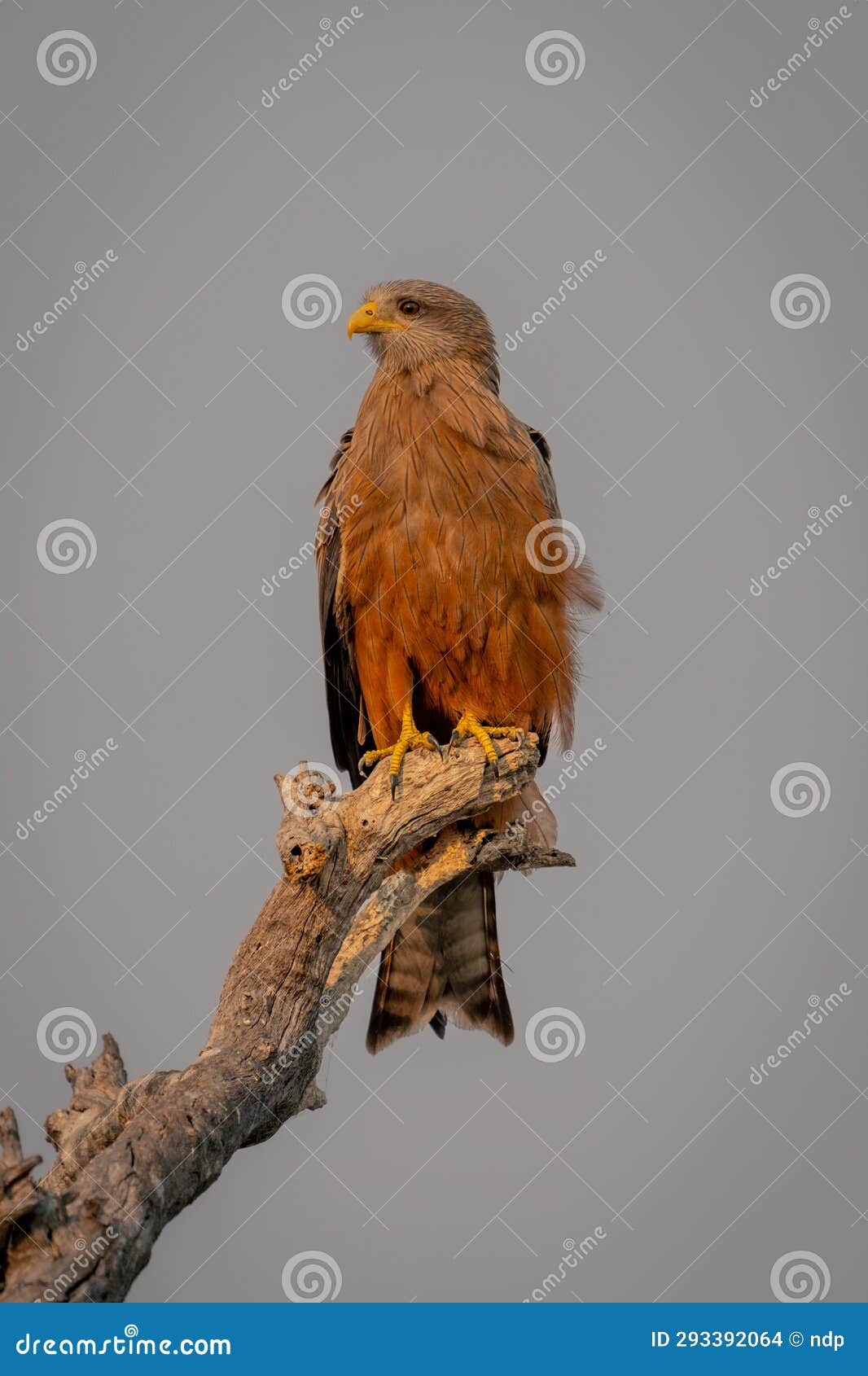 Yellow-billed Kite Turns Head on Dead Branch Stock Photo - Image of ...