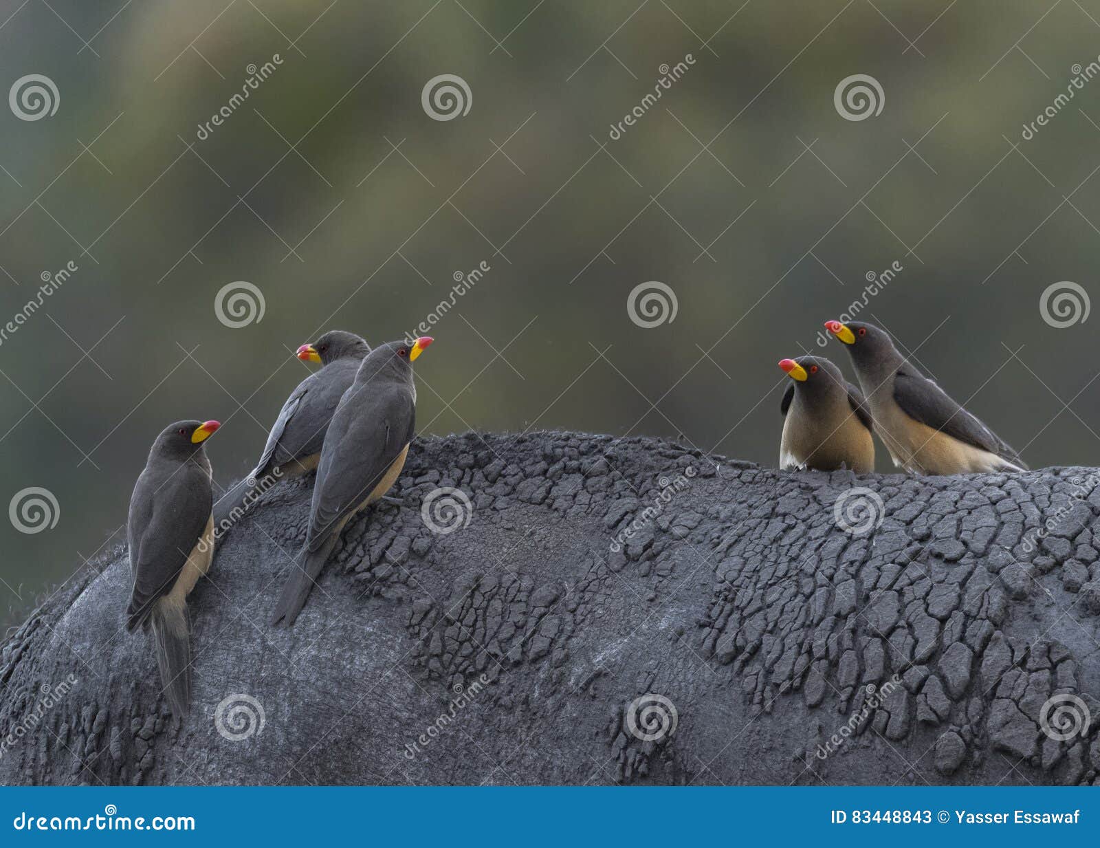 Yellow billed Oxpecker stock image. Image of face, field - 83448843