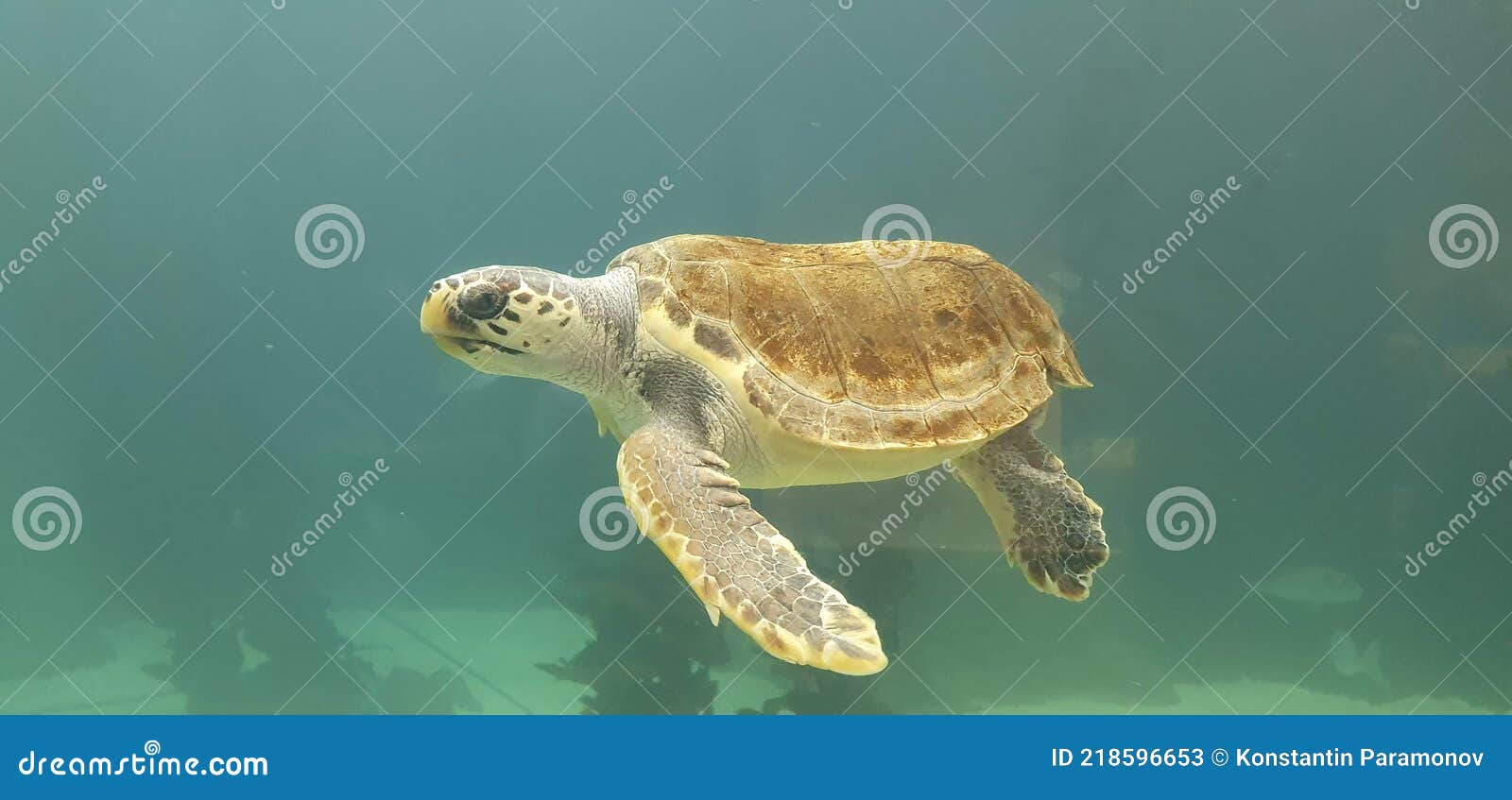 Yellow-billed sea turtle stock image. Image of yellow - 218596653