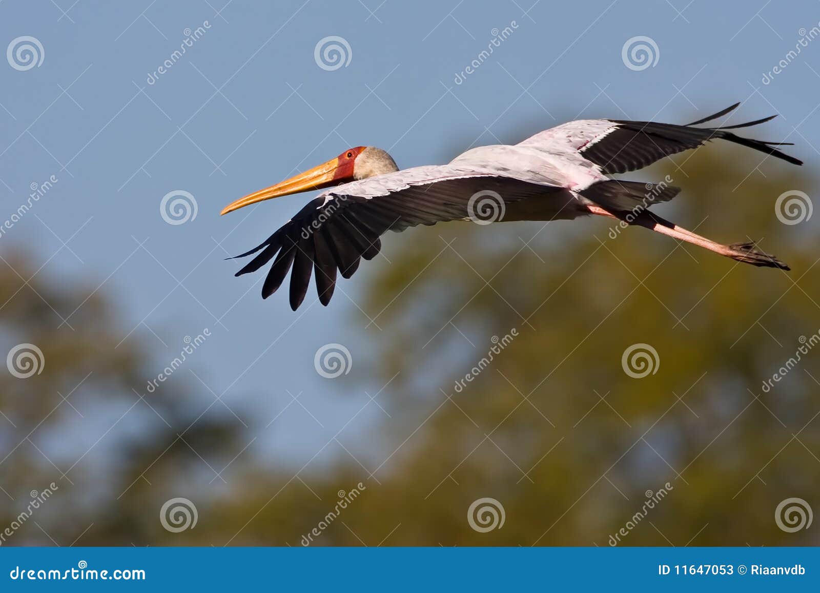 Yellow-billed Stork stock image. Image of safari, south - 11647053
