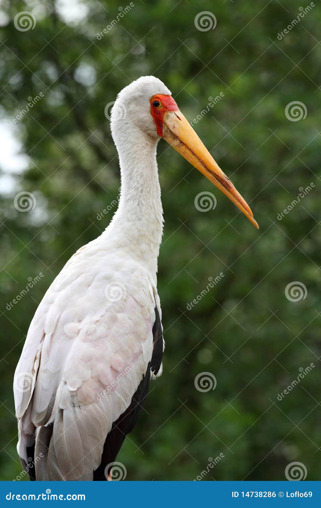 Yellow-billed Stork stock photo. Image of single, leafy - 14738286