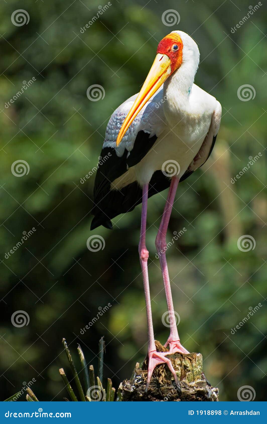 Yellow-billed Stork stock photo. Image of wildlife, stork - 1918898