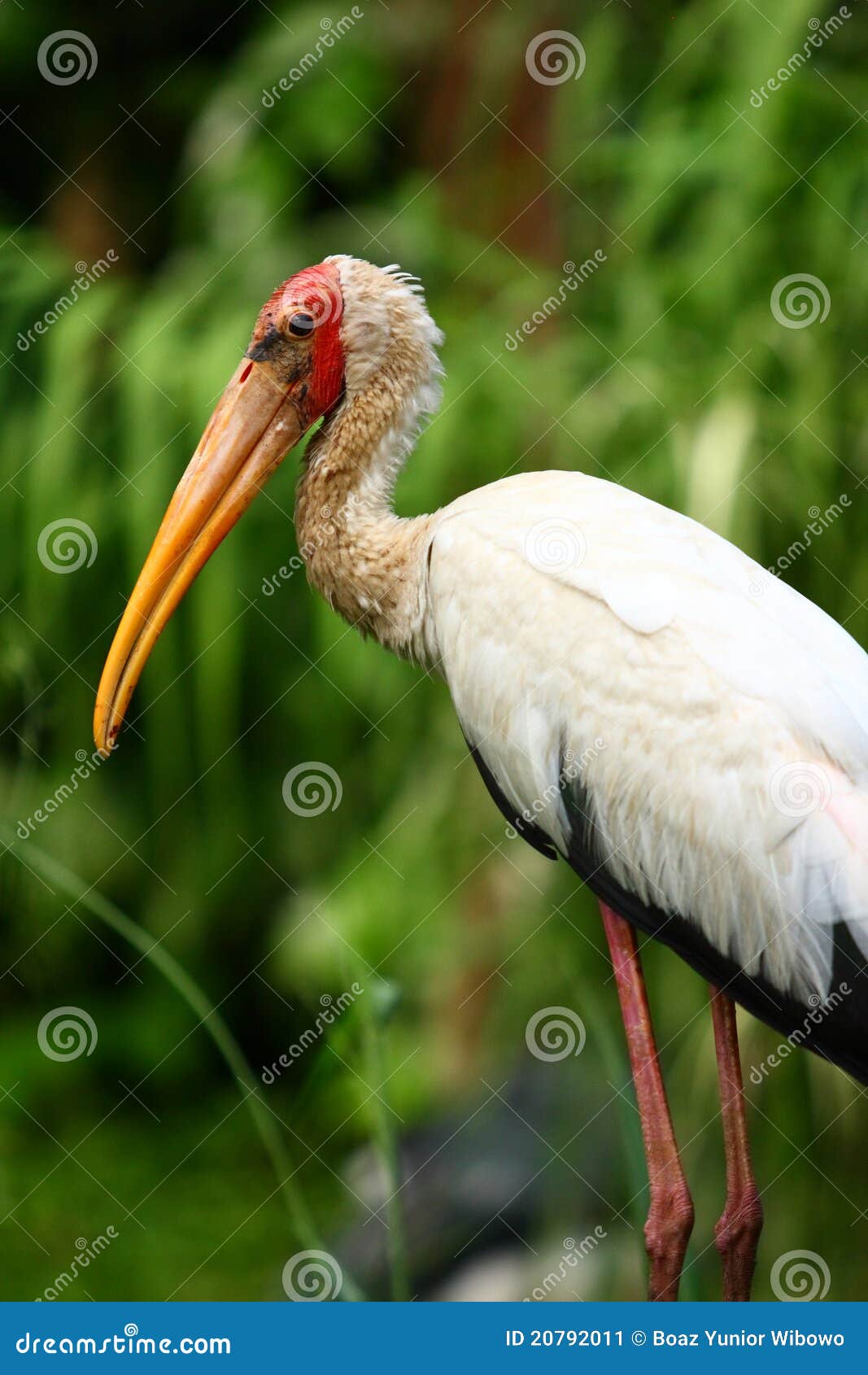Yellow-billed Stork stock image. Image of mycteria, bird - 20792011