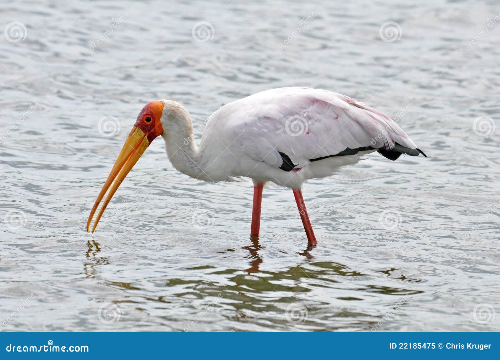 Yellow Billed Stork stock image. Image of detail, animal - 22185475