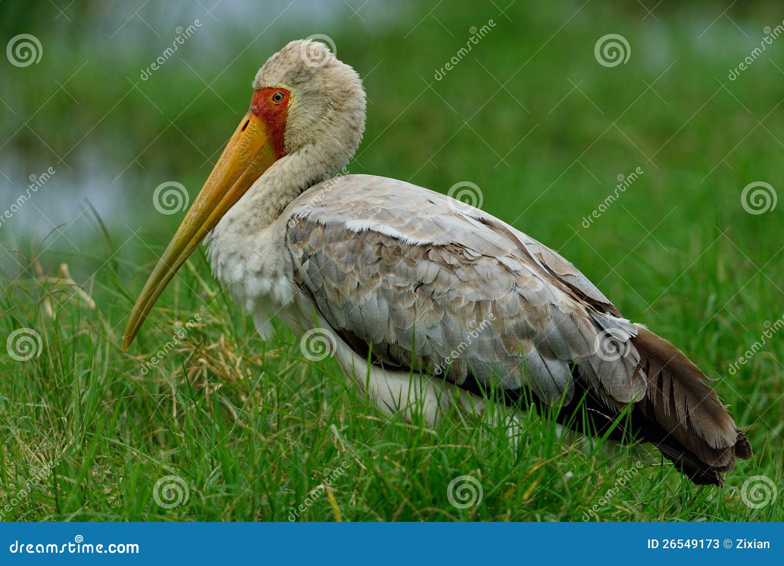 Yellow-billed Stork stock image. Image of face, outdoor - 26549173
