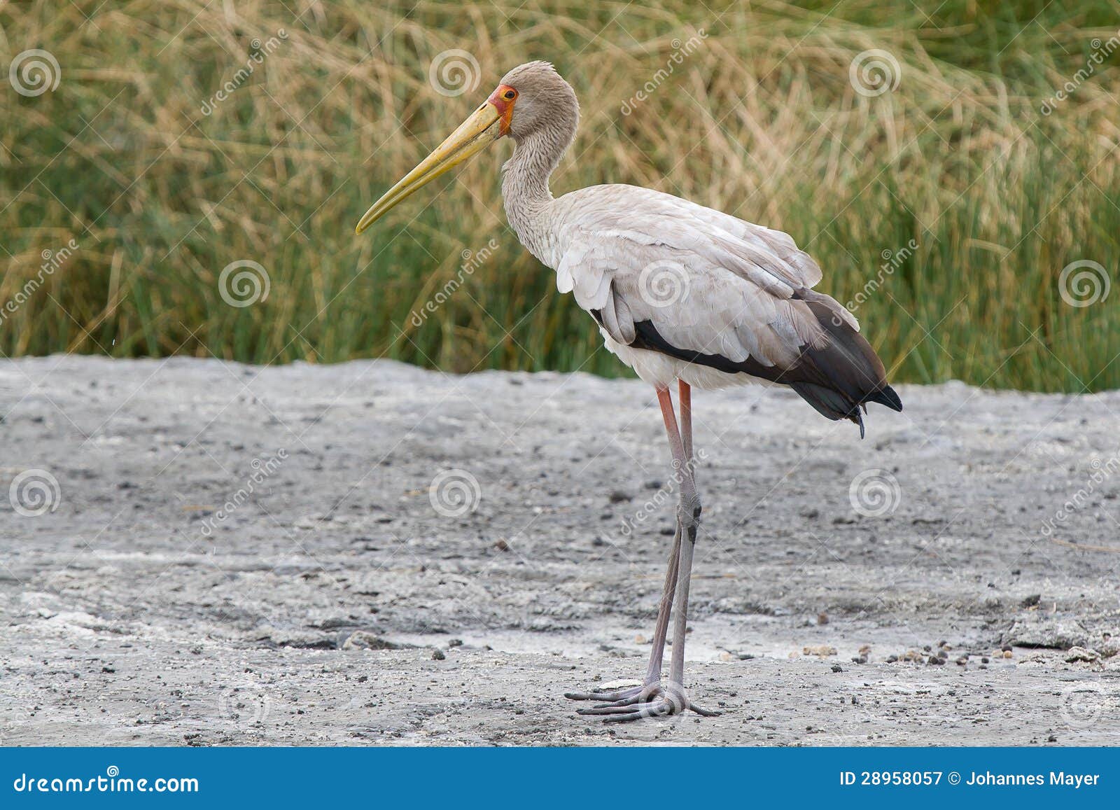 Yellow-billed stork stock image. Image of bird, storks - 28958057