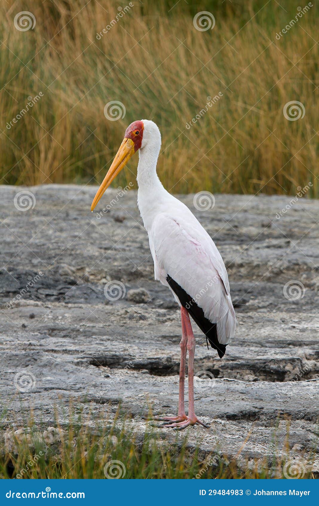 Yellow-billed stork stock image. Image of nature, bird - 29484983