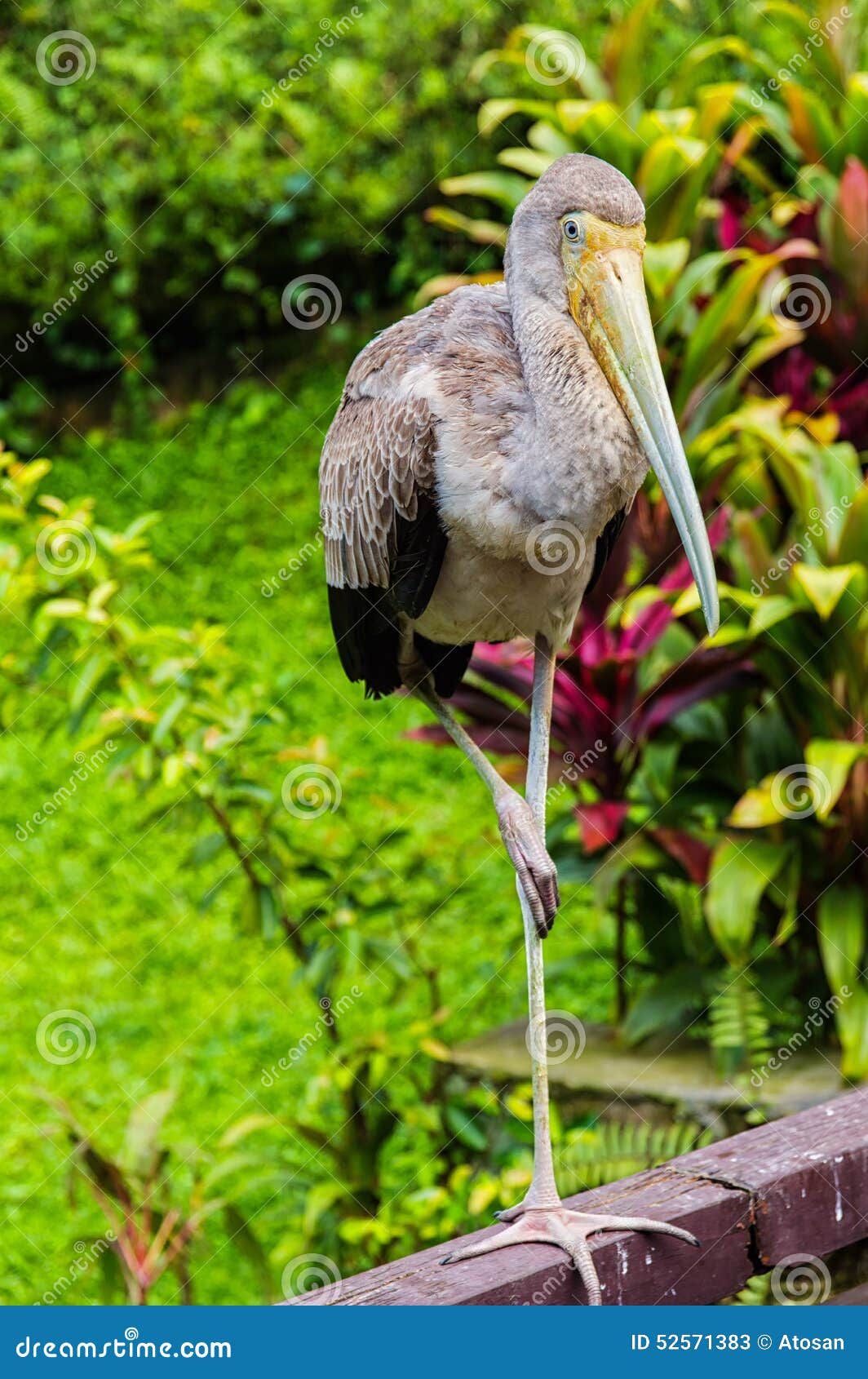 Yellow billed stork stock image. Image of ibis, national - 52571383