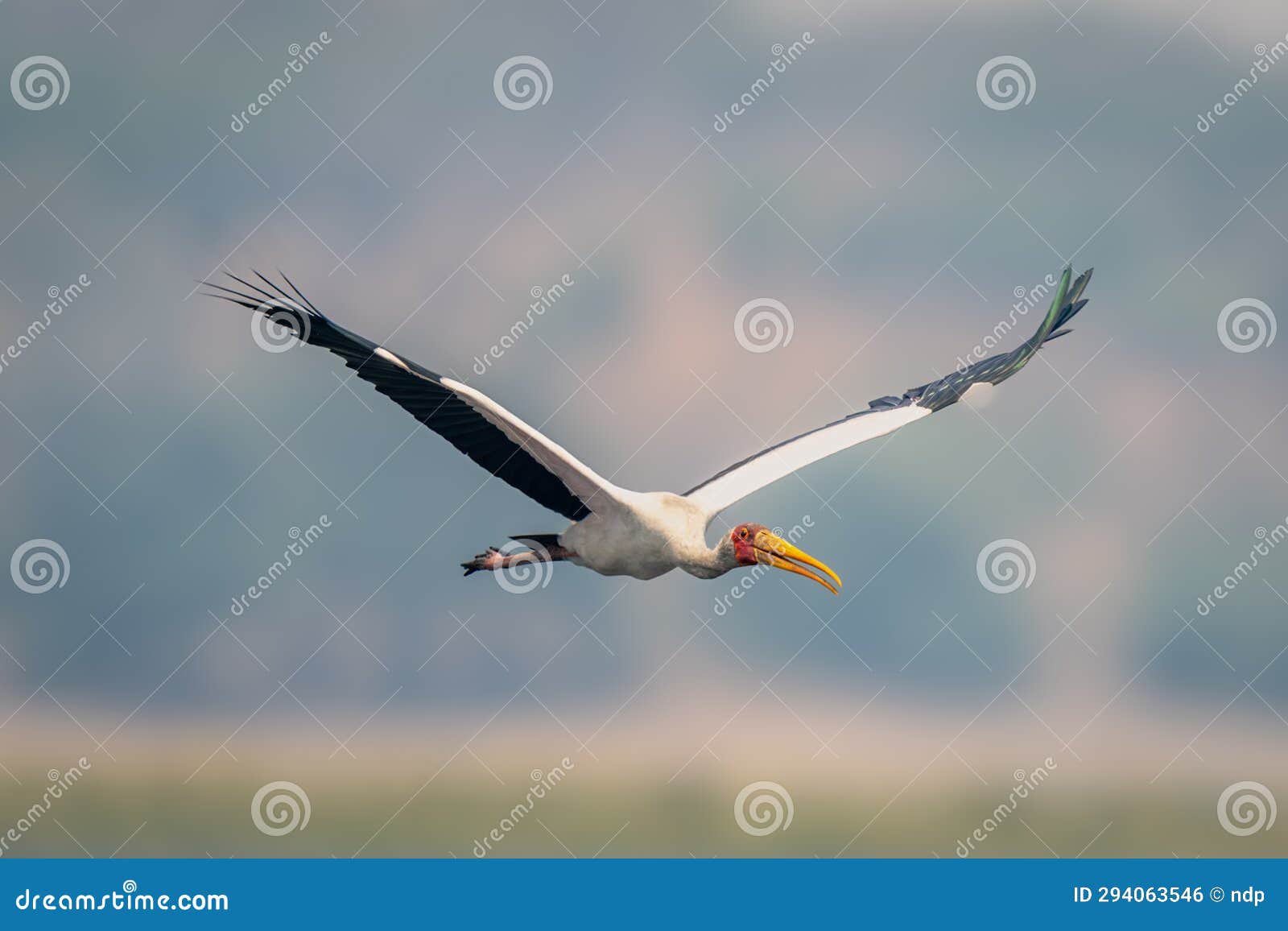 Yellow-billed Stork with Catchlight Flies Spreading Wings Stock Photo ...