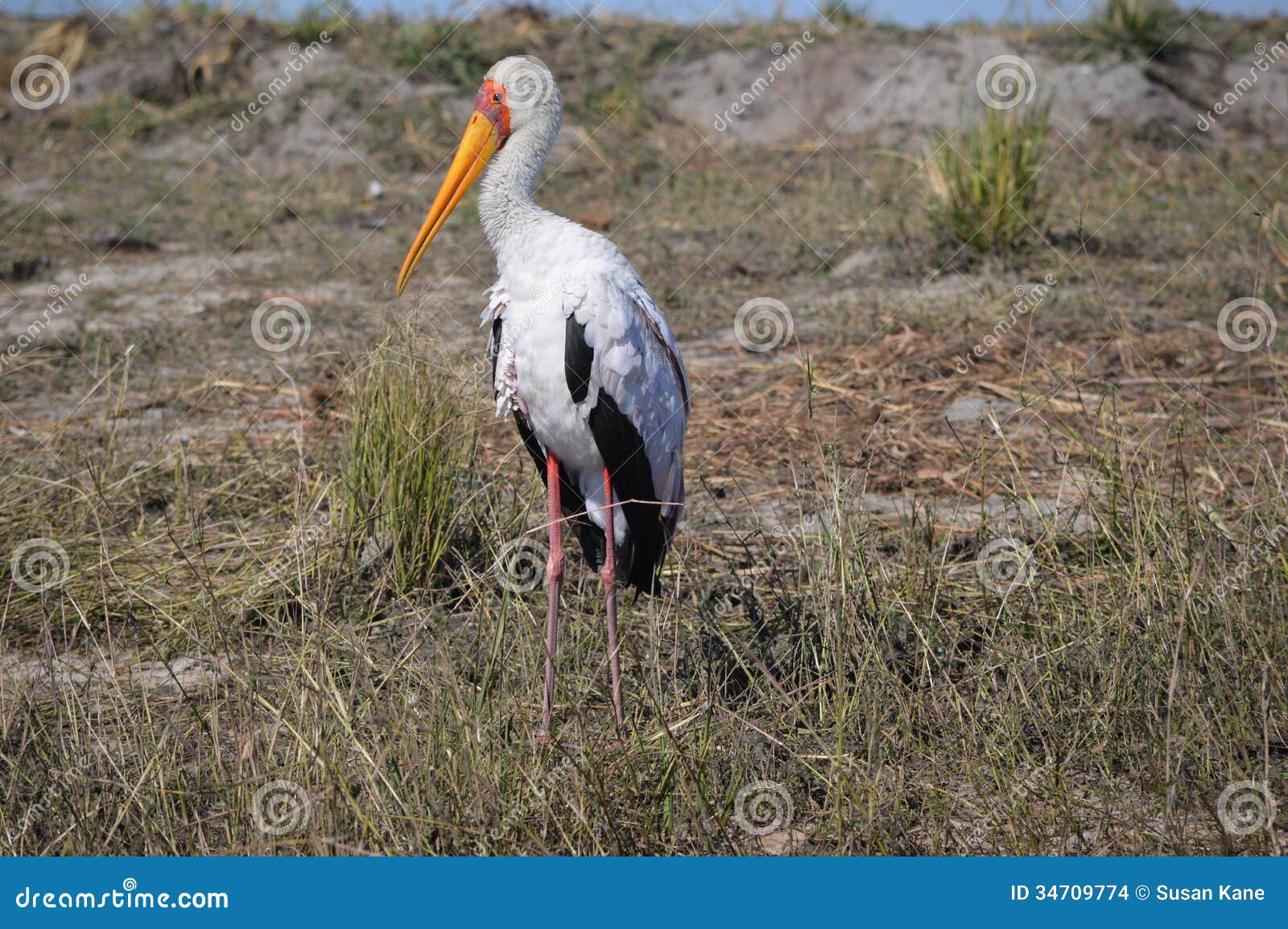 Yellow-billed stork stock photo. Image of bird, stork - 34709774