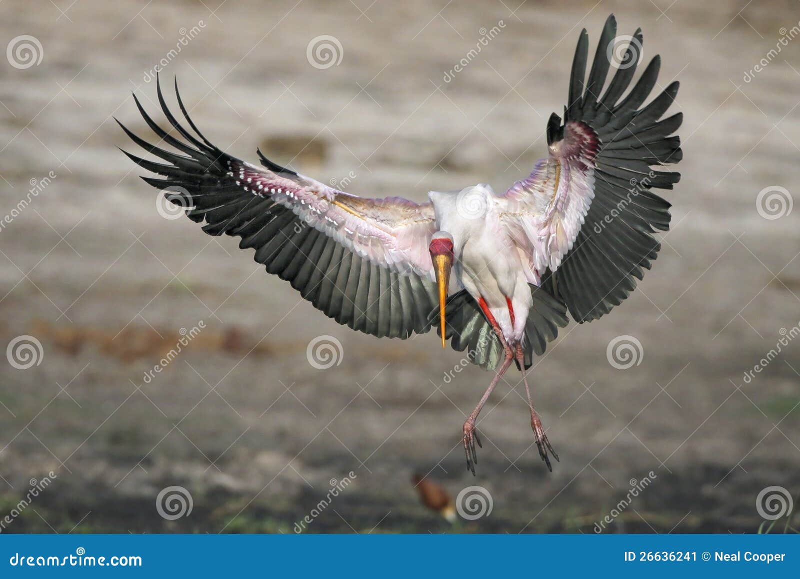Yellow Billed Stork Landing with Spread Wings Stock Image - Image of ...