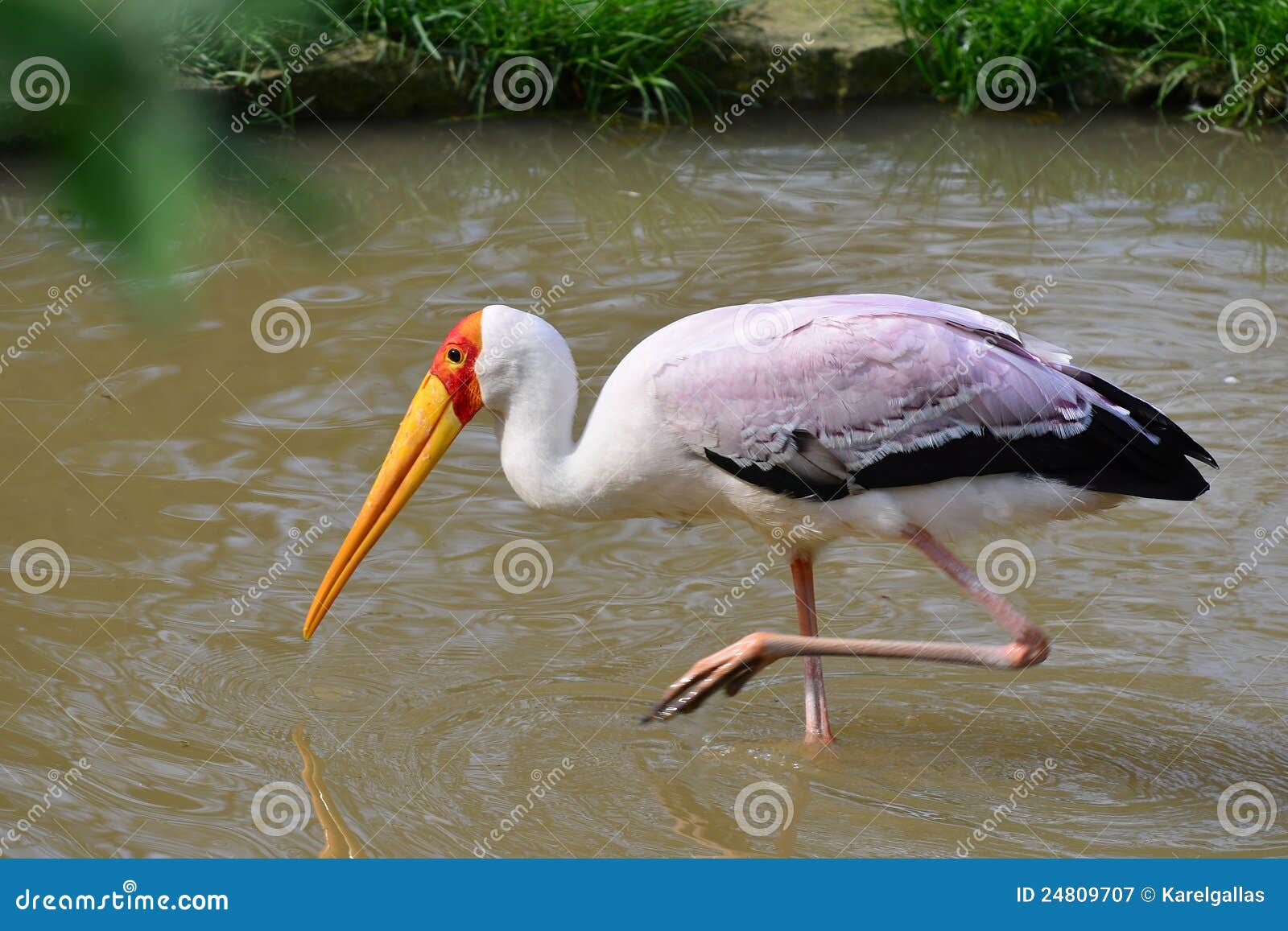 Yellow Billed Stork Lookingfor Food Stock Image - Image of yellow ...