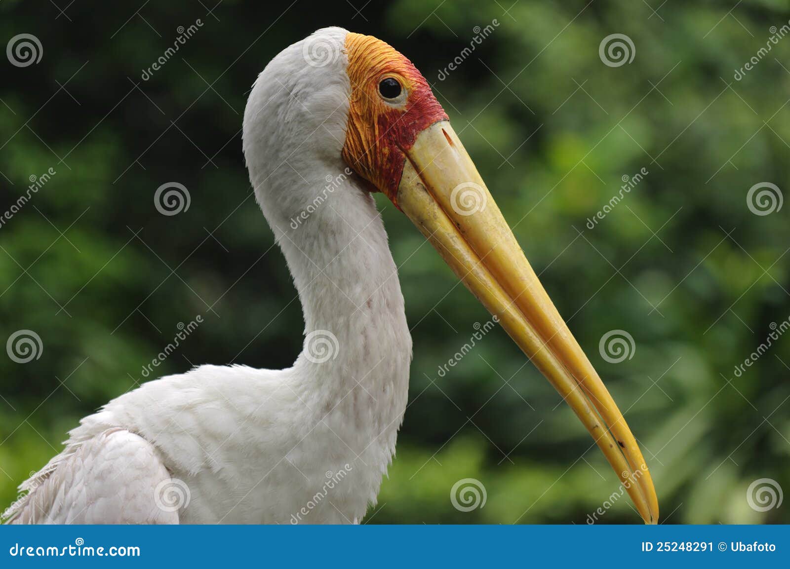 Yellow-billed Stork, Mycteria Ibis, Stock Image - Image of long, stork ...
