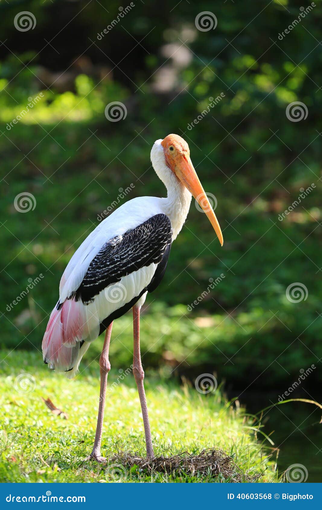 Yellow-billed Stork in Nature, Thailand Stock Photo - Image of southern ...