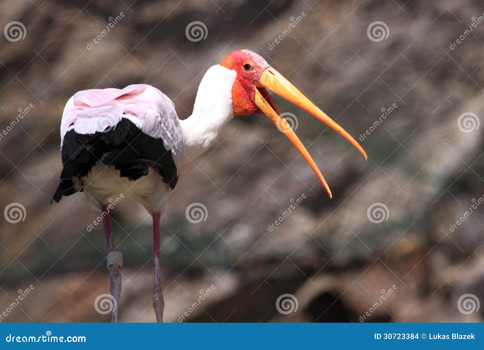 Yellow-billed stork stock photo. Image of billed, bill - 30723384