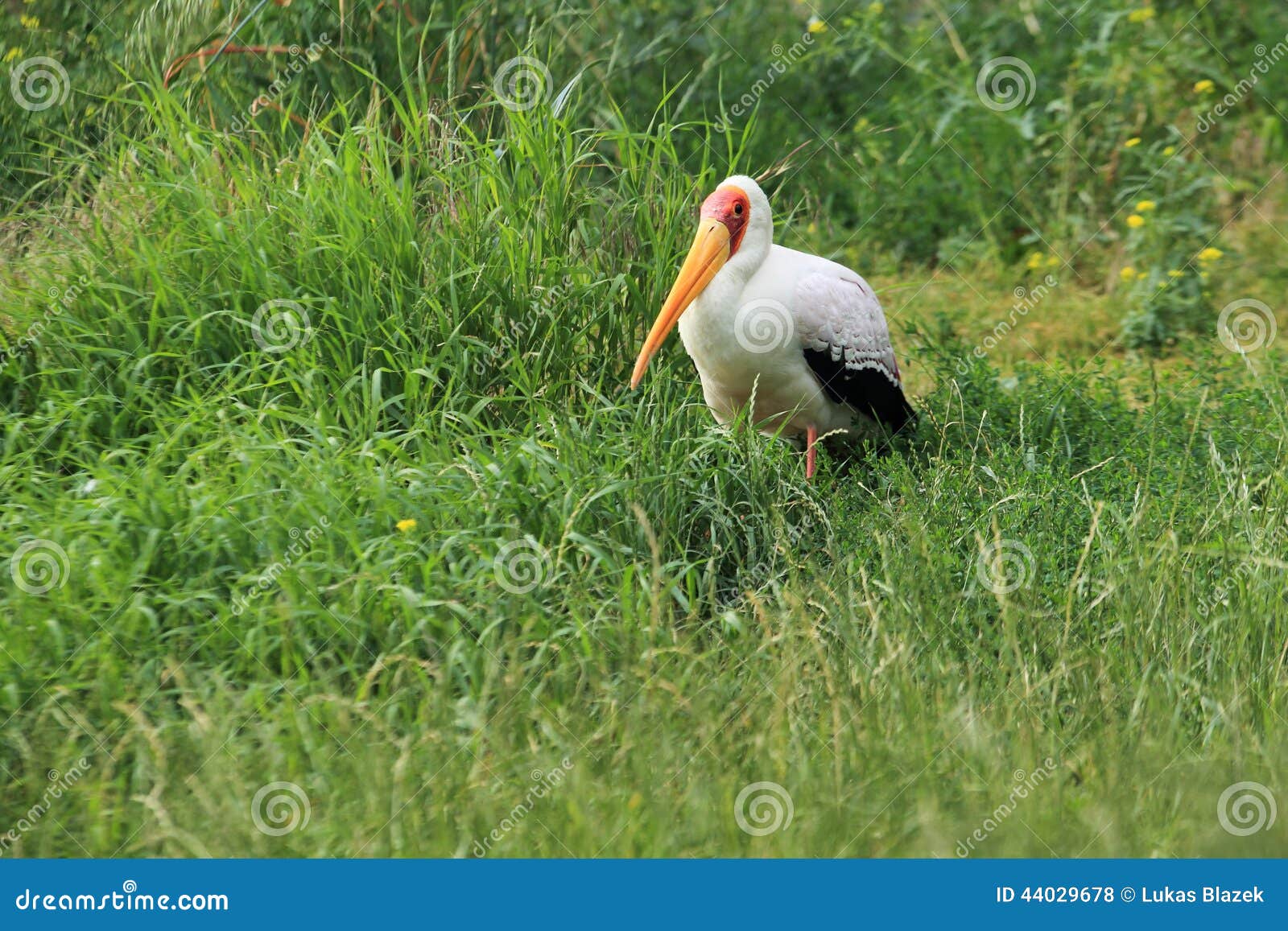 Yellow billed stork stock photo. Image of nature, sitting - 44029678
