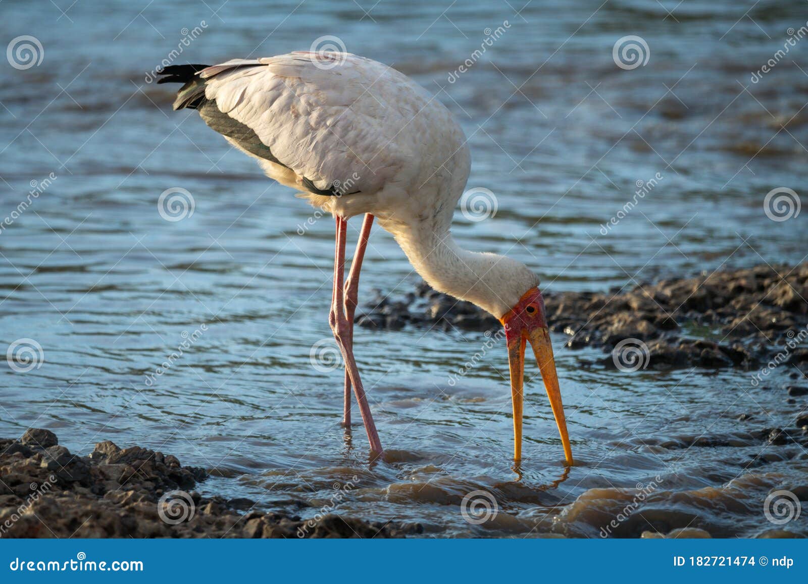 Yellow-billed Stork Stands Drinking from Shallow River Stock Photo ...