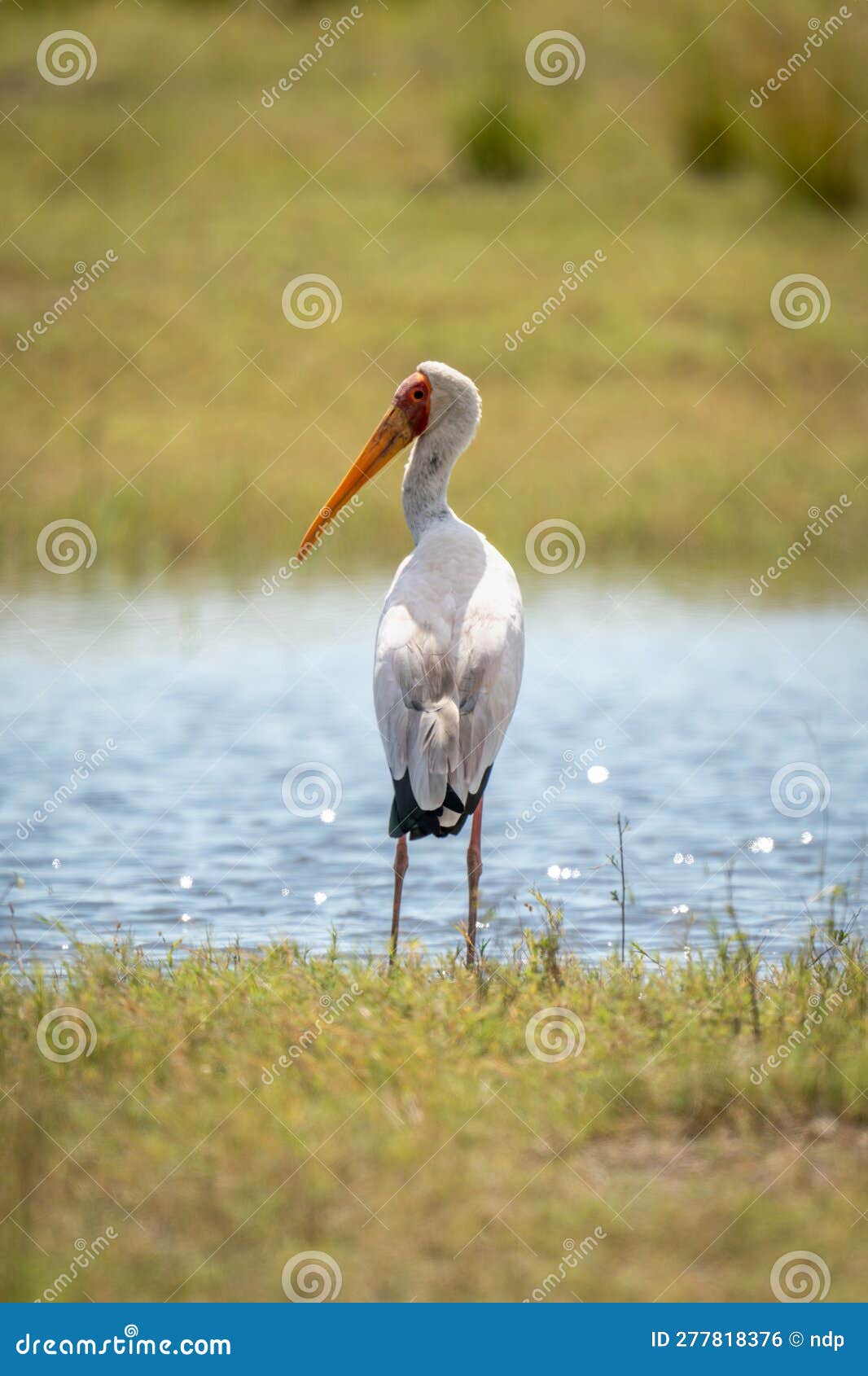A Stork Stands On A Chimney In Its Nest, The Bird Seems To Dance In The ...