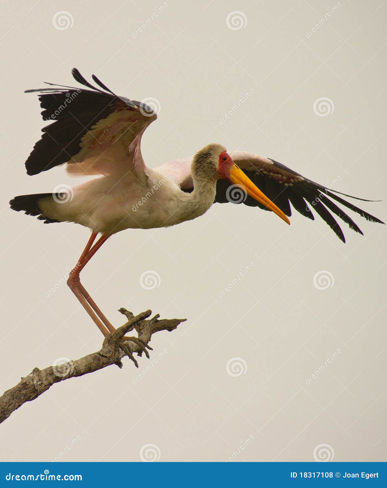 A Yellow-billed Stork Taking Off Stock Photo - Image of blunt, bird ...