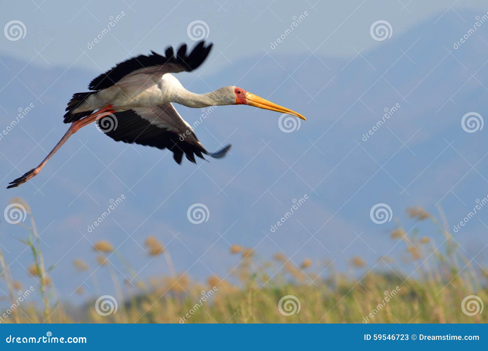 Yellow-billed Stork Taking Off Stock Image - Image of africa, adventure ...