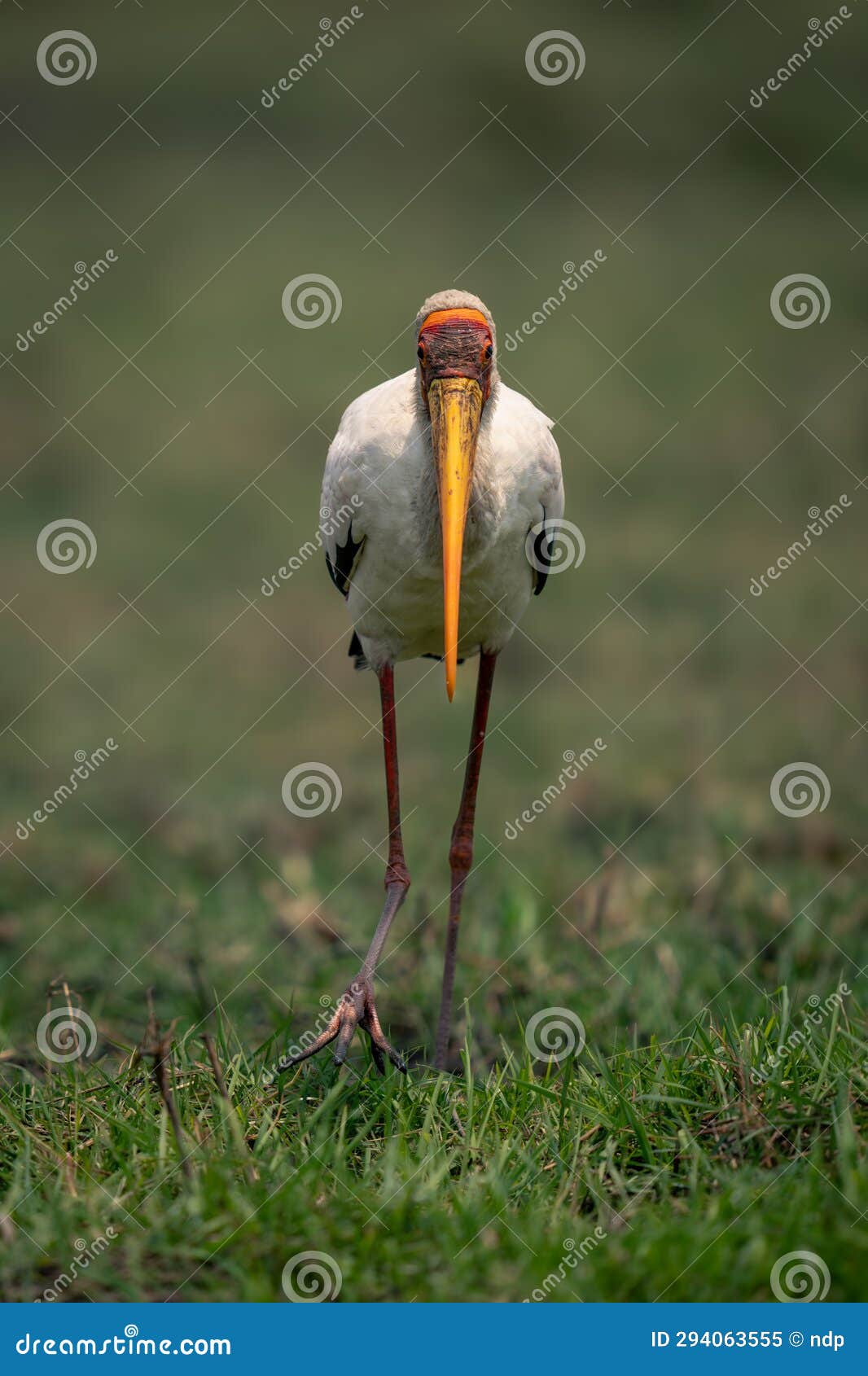 Yellow-billed Stork Walks Over Grass Lifting Foot Stock Image - Image ...