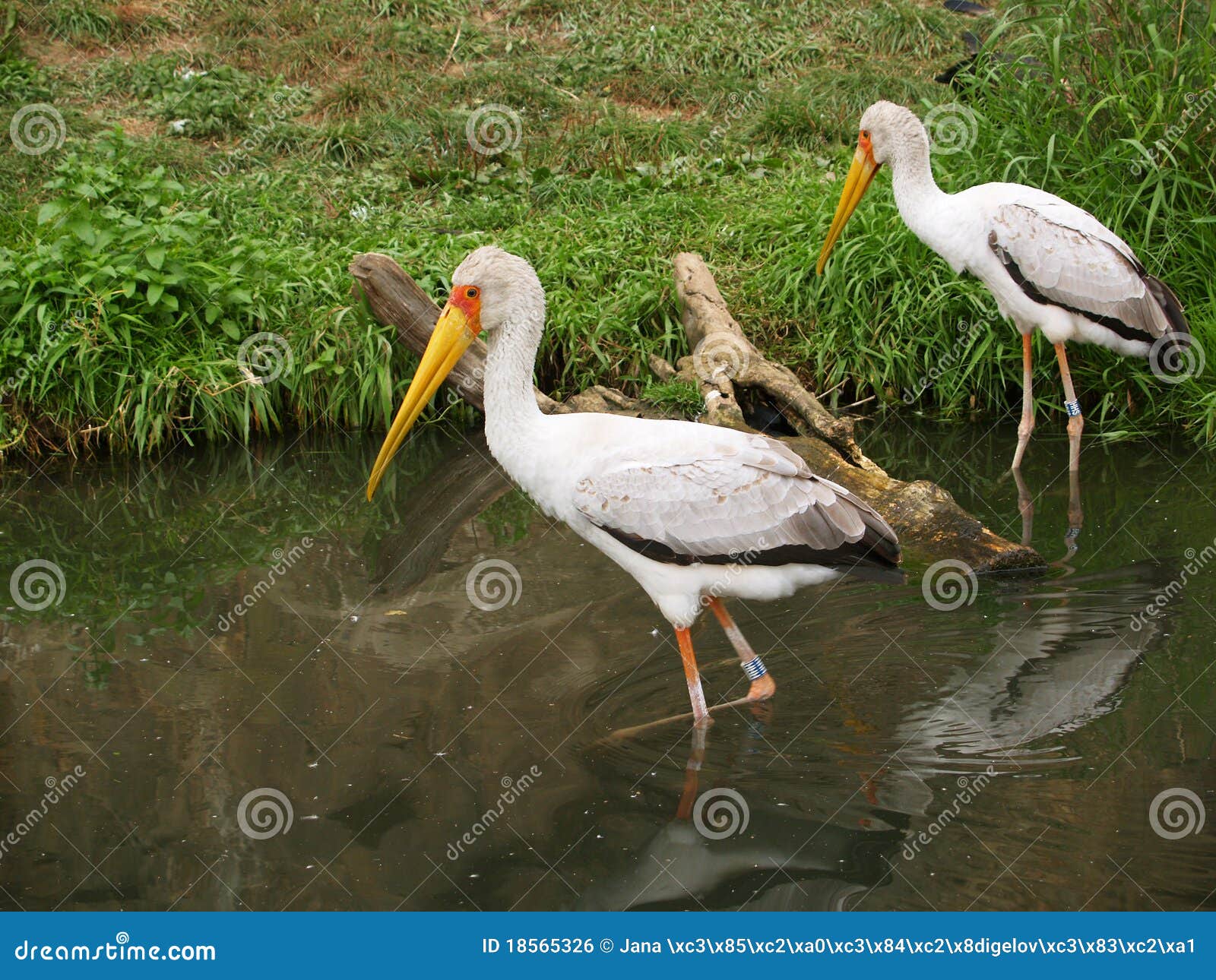 Yellow-billed storks stock photo. Image of ibis, wader - 18565326