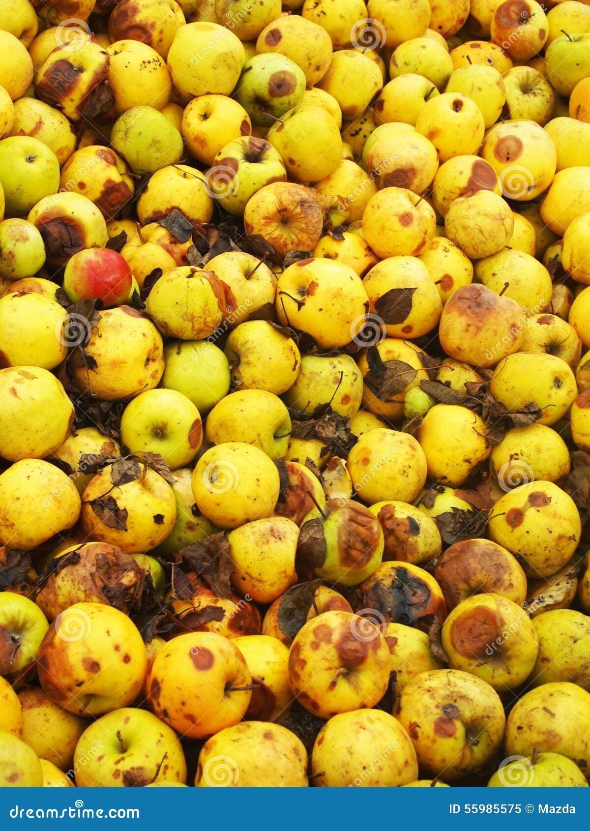 Yellow bio apples stock image. Image of fruit, market - 55985575