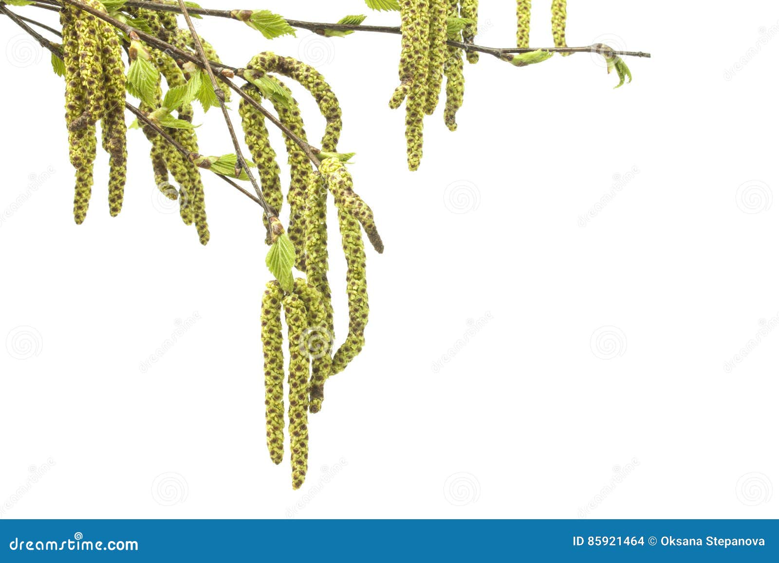 Yellow Birch Buds on the Branches Stock Photo - Image of freshness ...