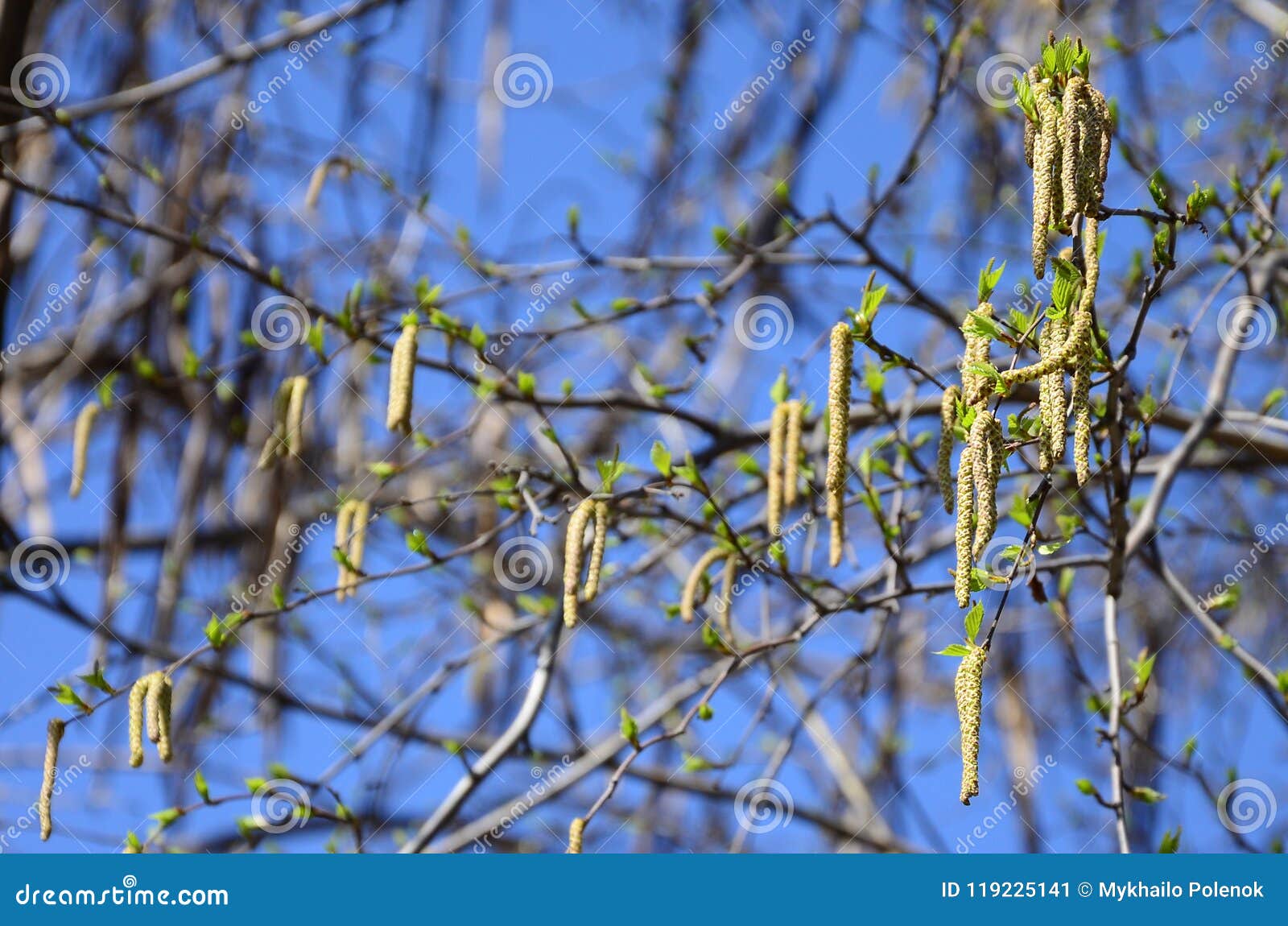 Yellow Birch Buds Hang on Branches in Springtime Stock Image - Image of ...