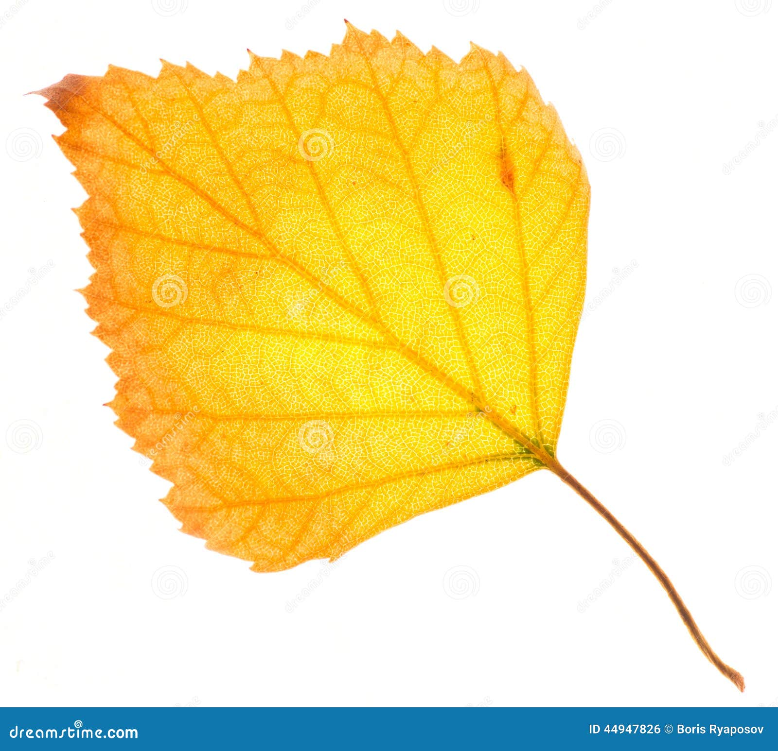 Yellow birch leaf isolated stock photo. Image of isolated - 44947826