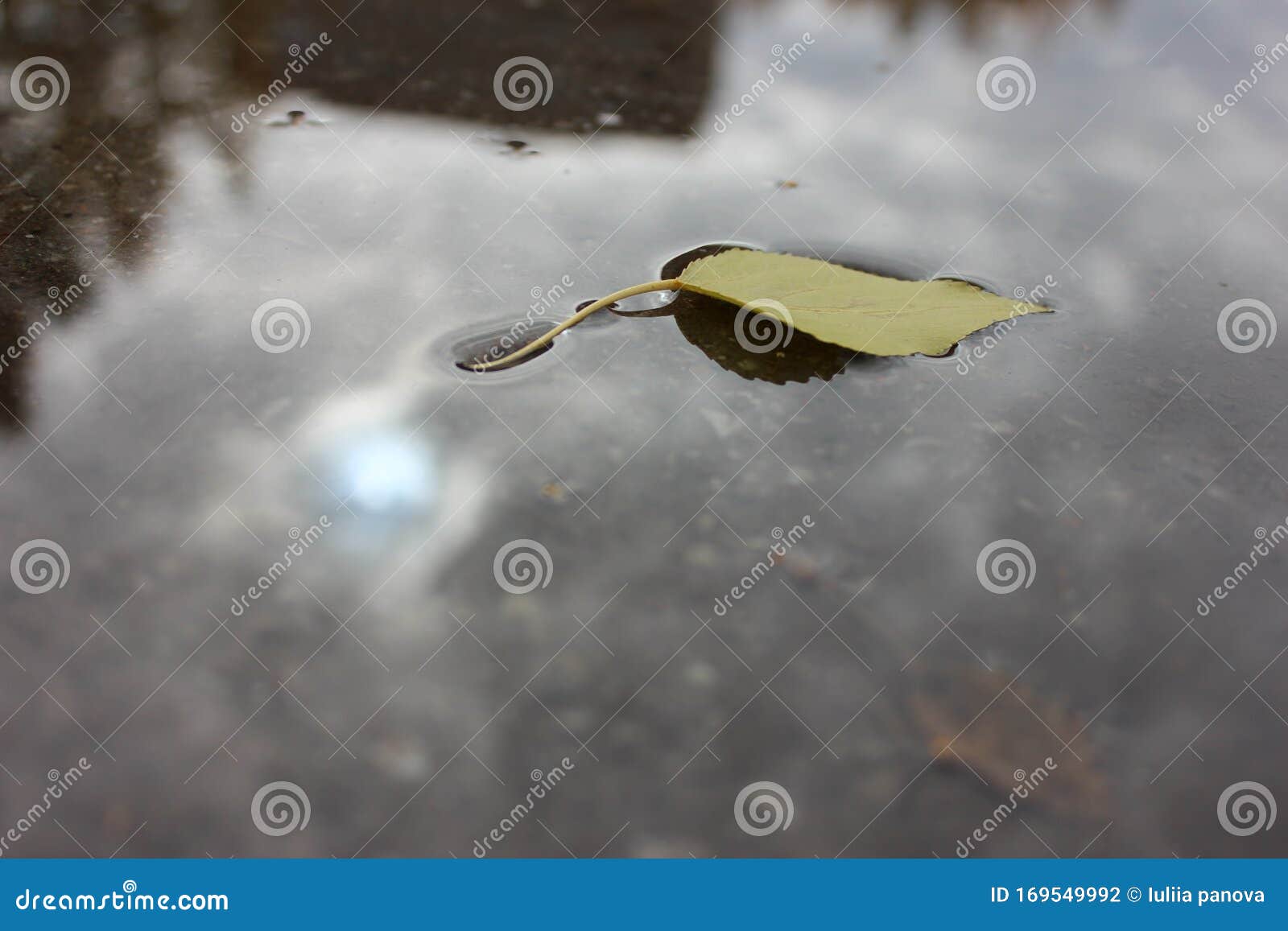 Yellow leaf in puddle stock photo. Image of light, autumn - 169549992