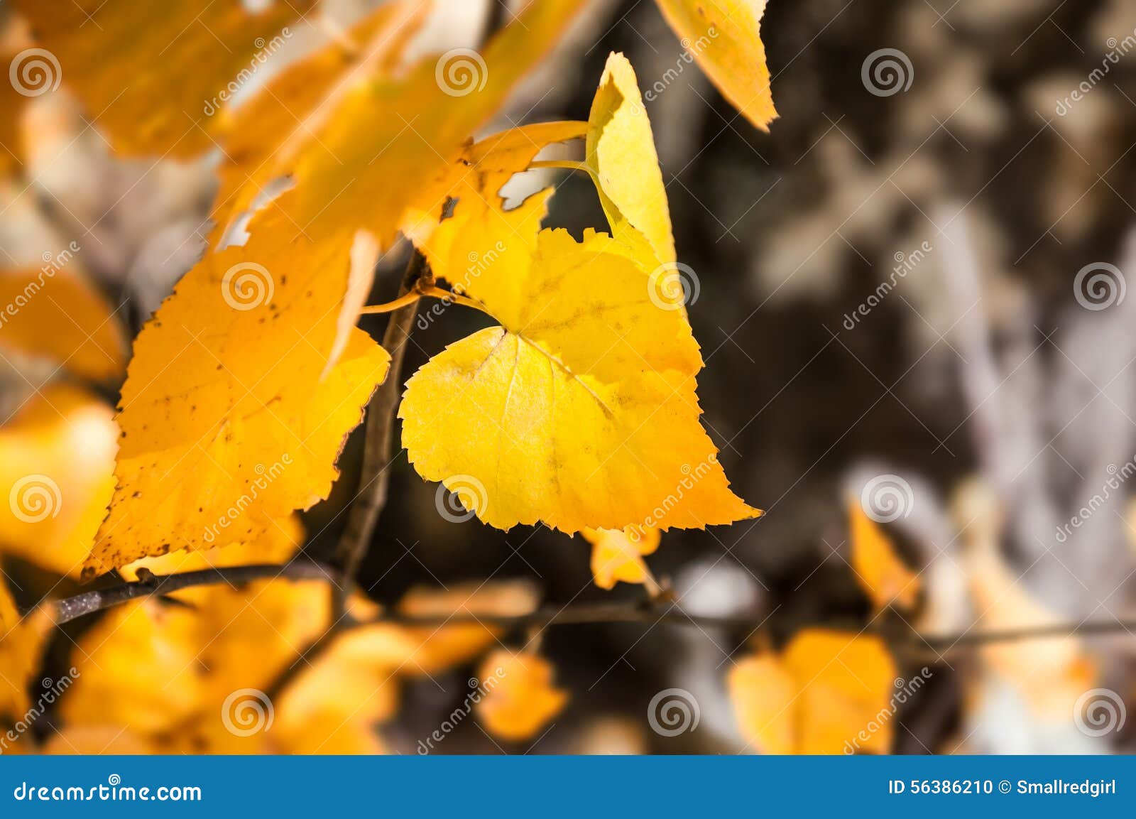 Yellow Birch Leaves in Autumn Forest Stock Photo - Image of leaf ...