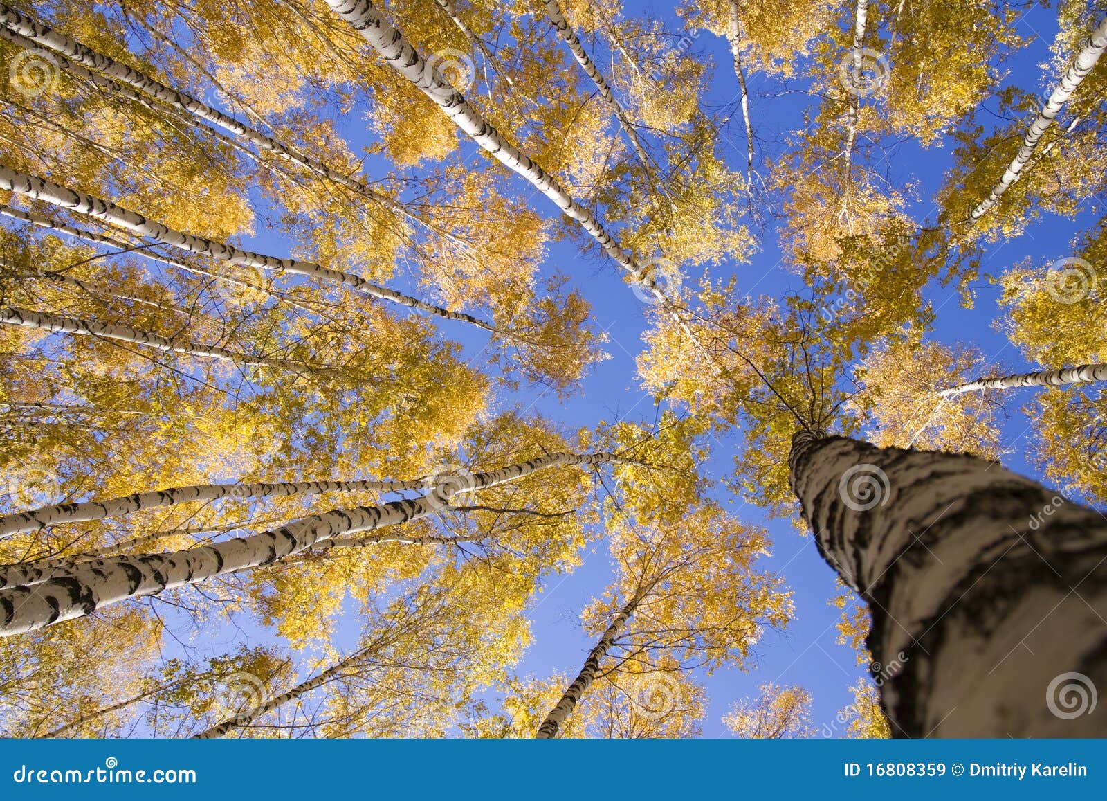 Yellow birches stock image. Image of changing, rocky - 16808359