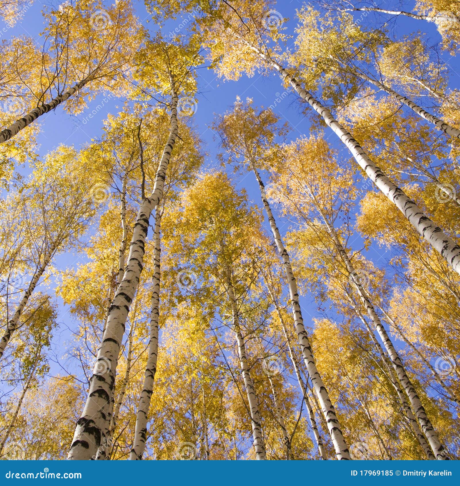 Yellow birches stock image. Image of nature, juan, beauty - 17969185