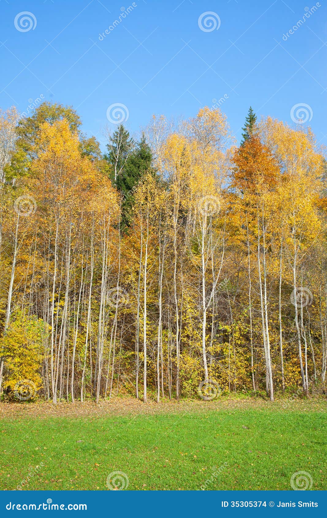 Yellow birches. stock photo. Image of park, orange, lush - 35305374