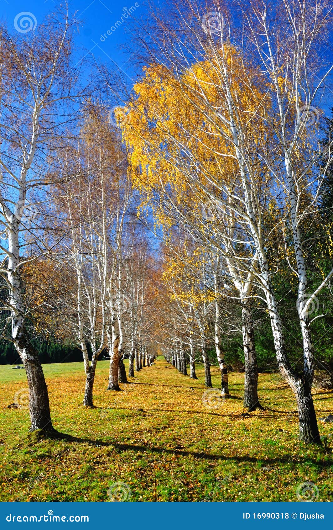 Yellow Birches and Blue Sky Stock Photo - Image of adventure, meadow ...