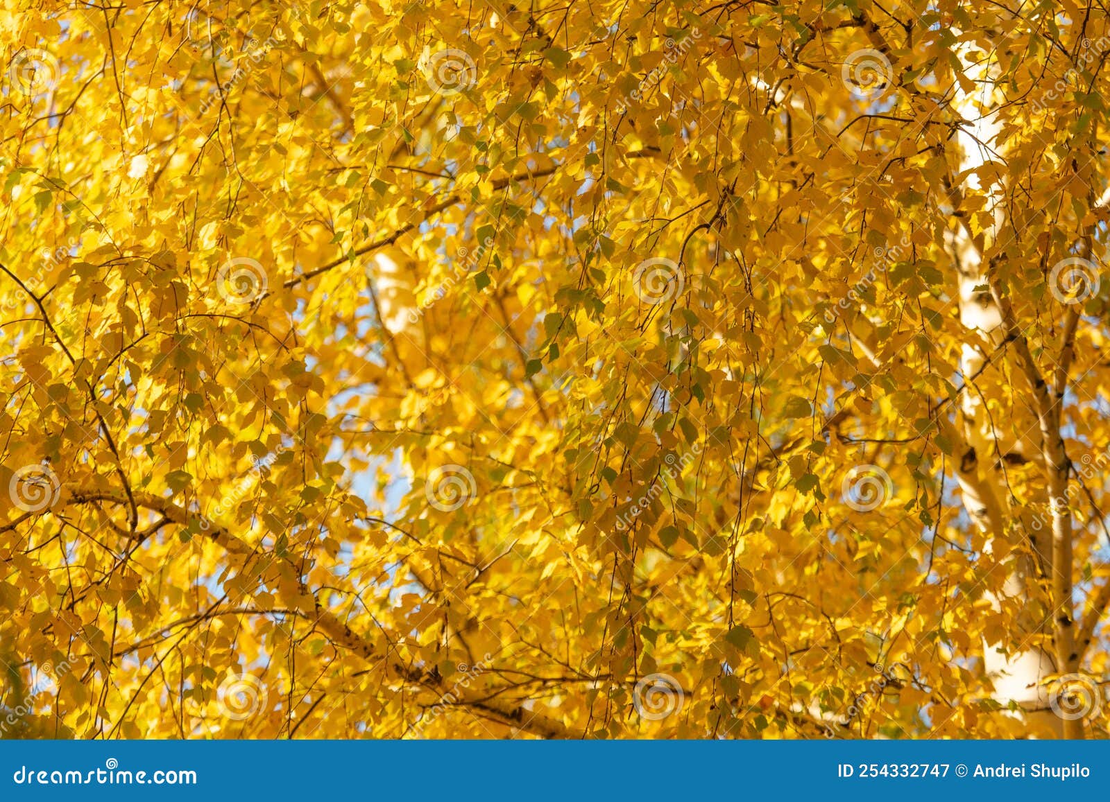 Yellow Birches in the Forest in Autumn. Stock Image - Image of yellow ...