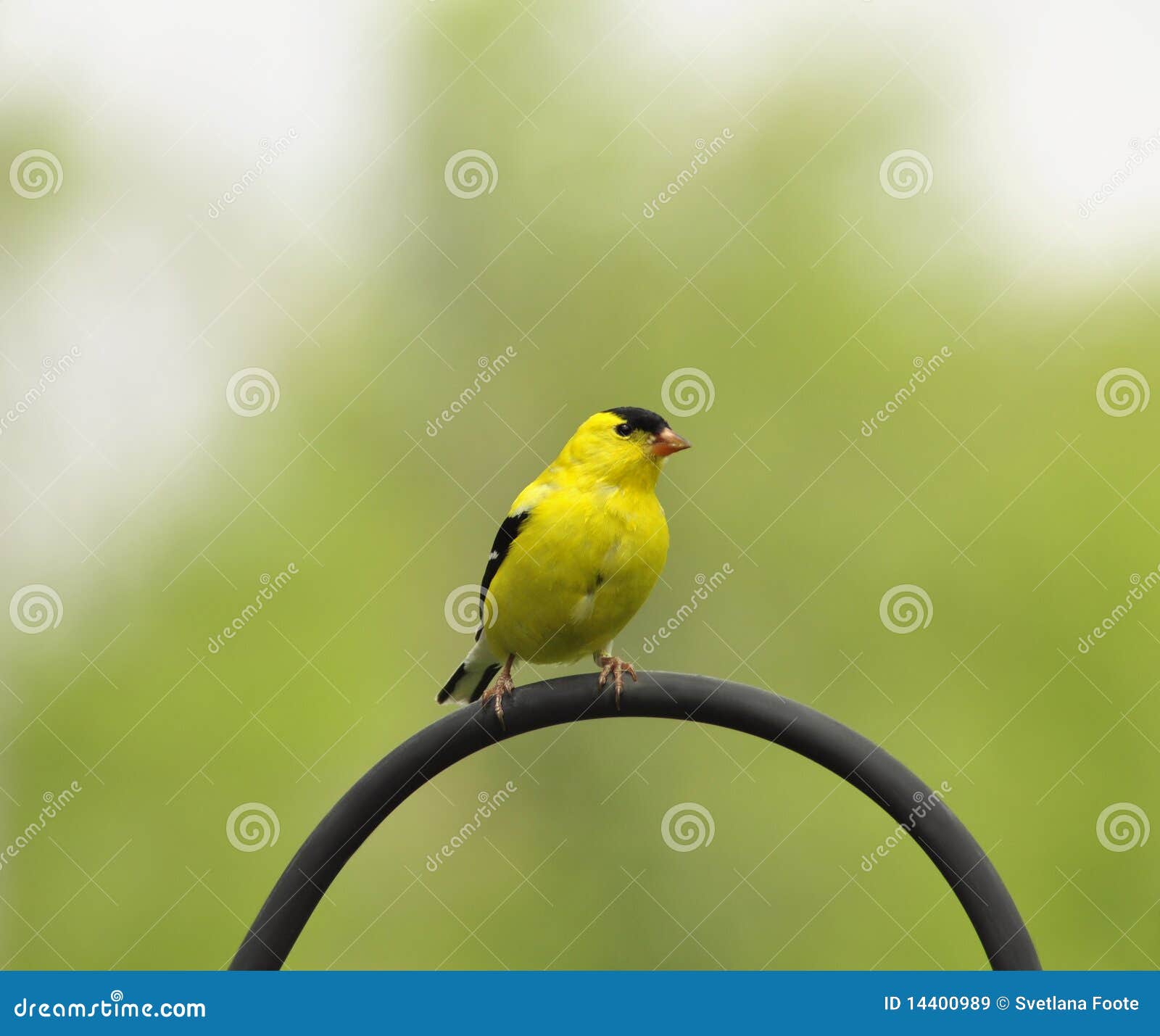 Yellow bird stock image. Image of goldfinch, perching - 14400989