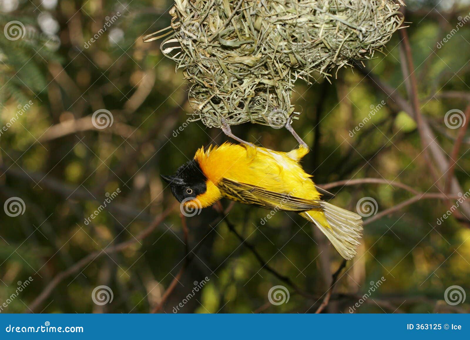 Yellow Bird Picture. Image: 363125