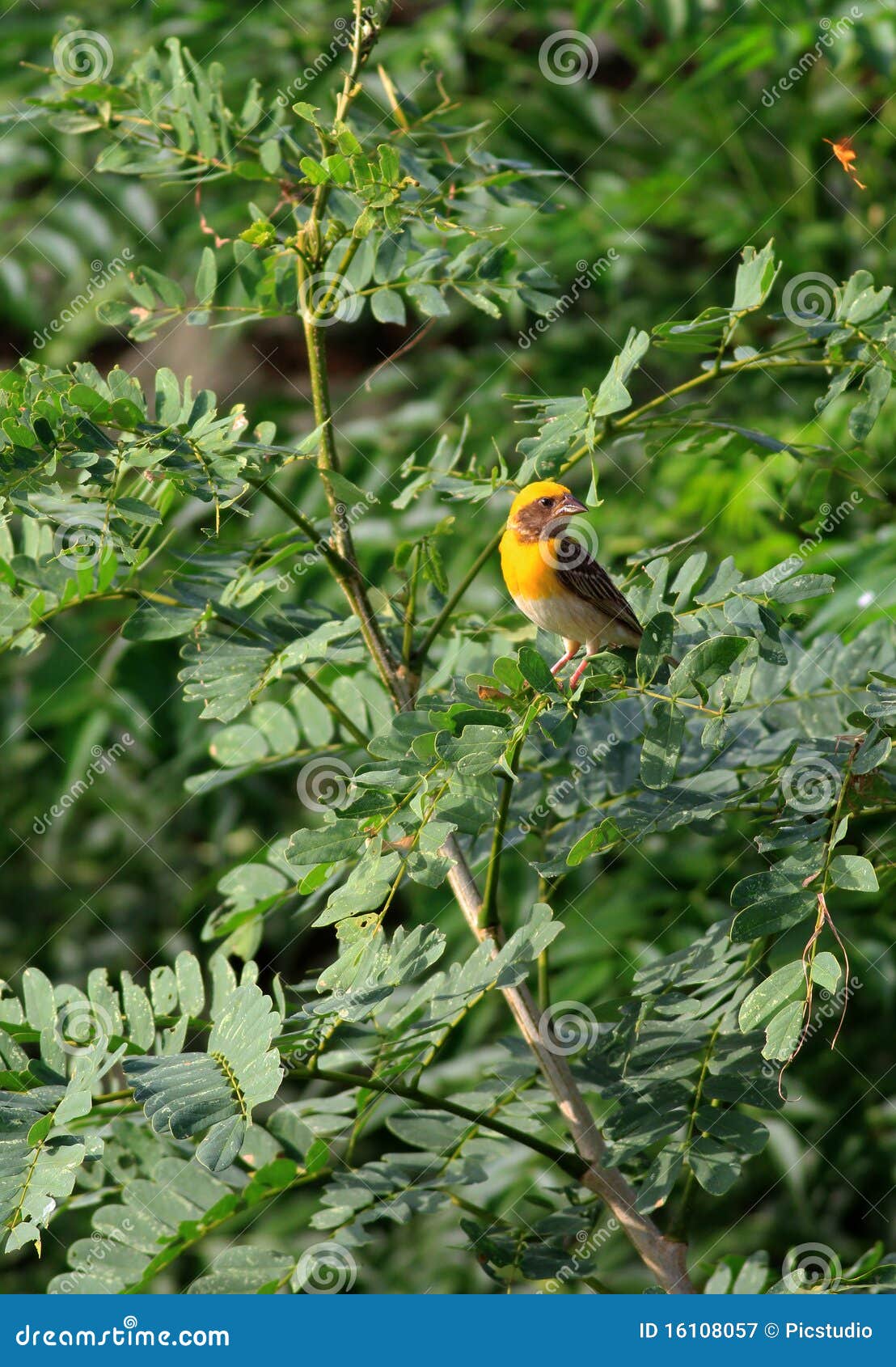 Yellow bird baya stock image. Image of nature, male - 16108057