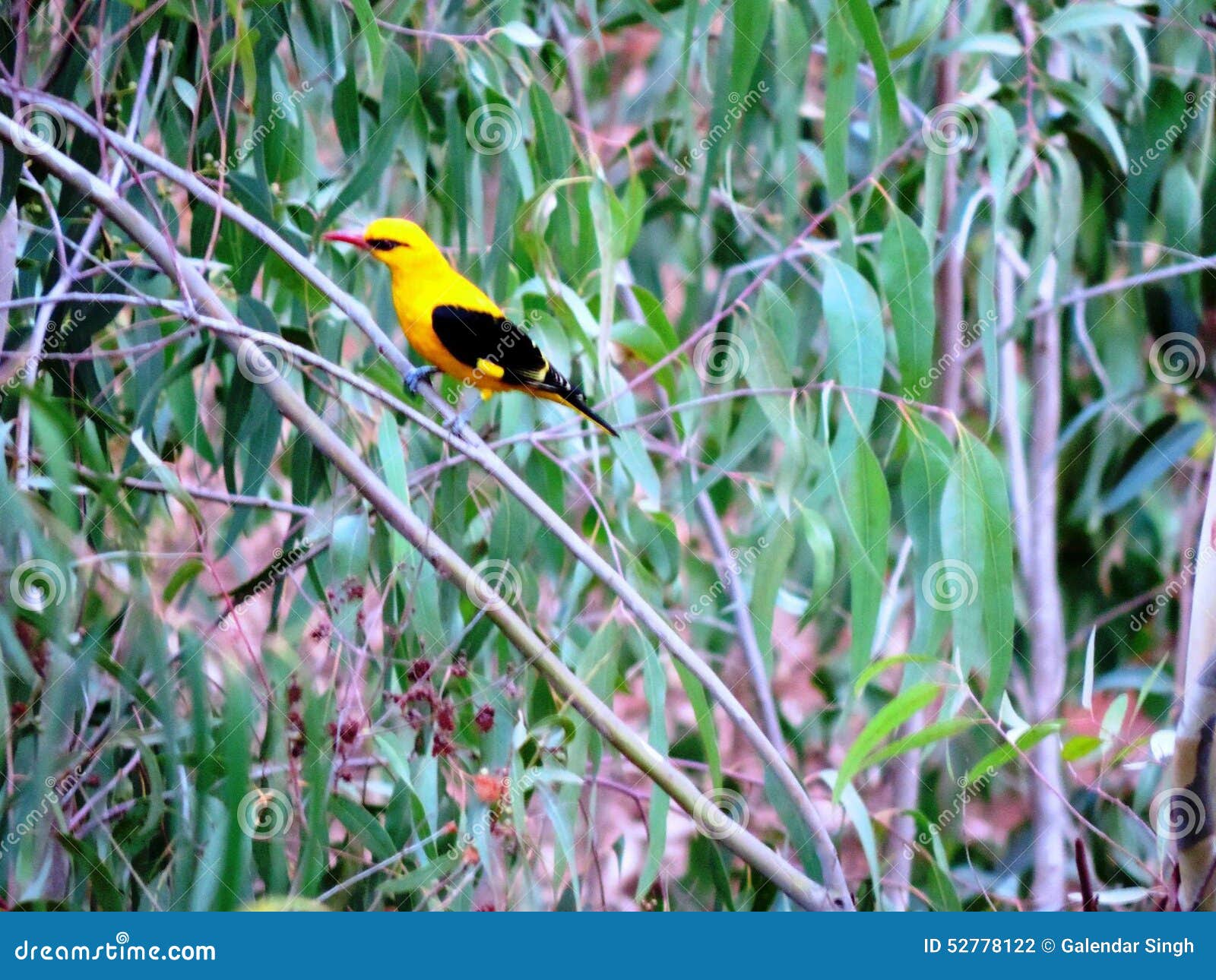 Yellow Bird stock photo. Image of branch, beautiful, plant - 52778122