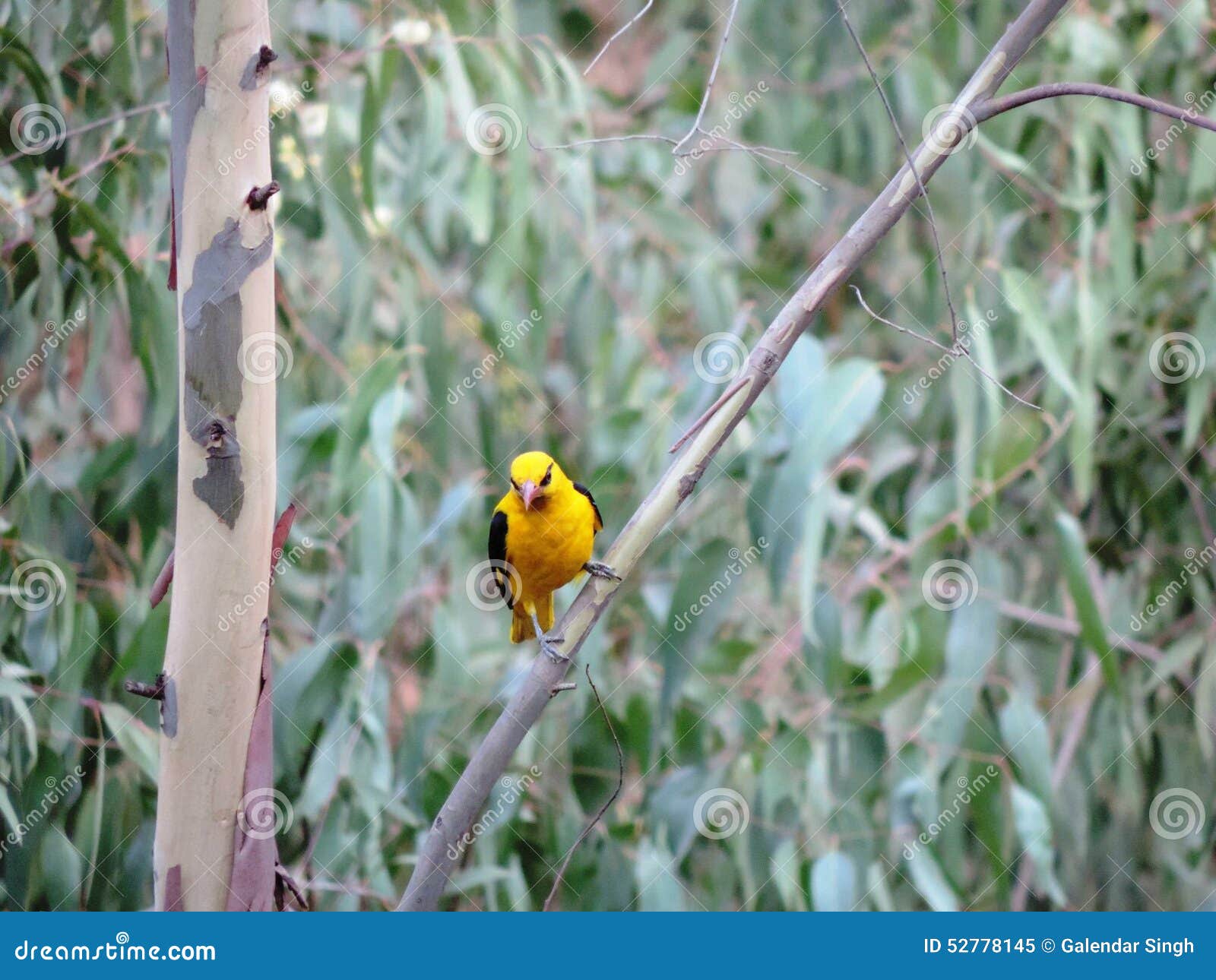 Yellow Bird stock image. Image of tree, beautiful, branch - 52778145