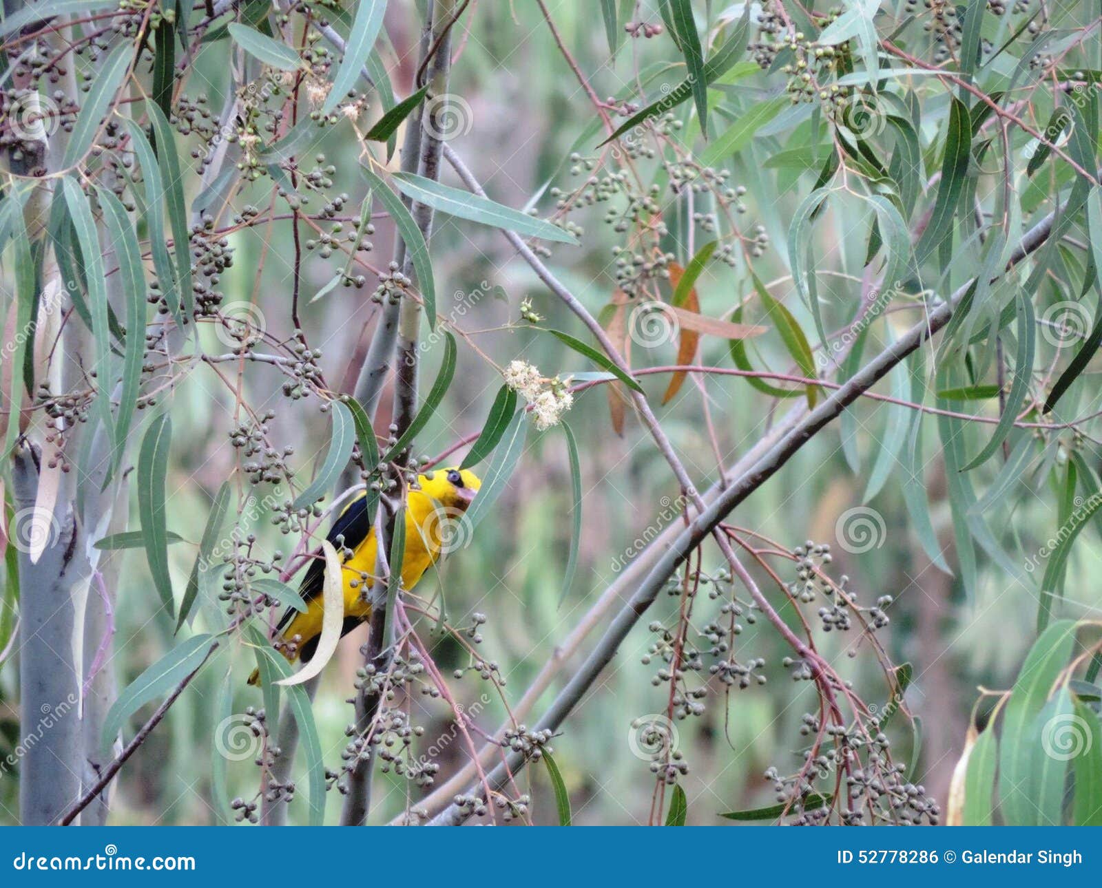 Yellow Bird stock photo. Image of tree, lyptus, beautiful - 52778286