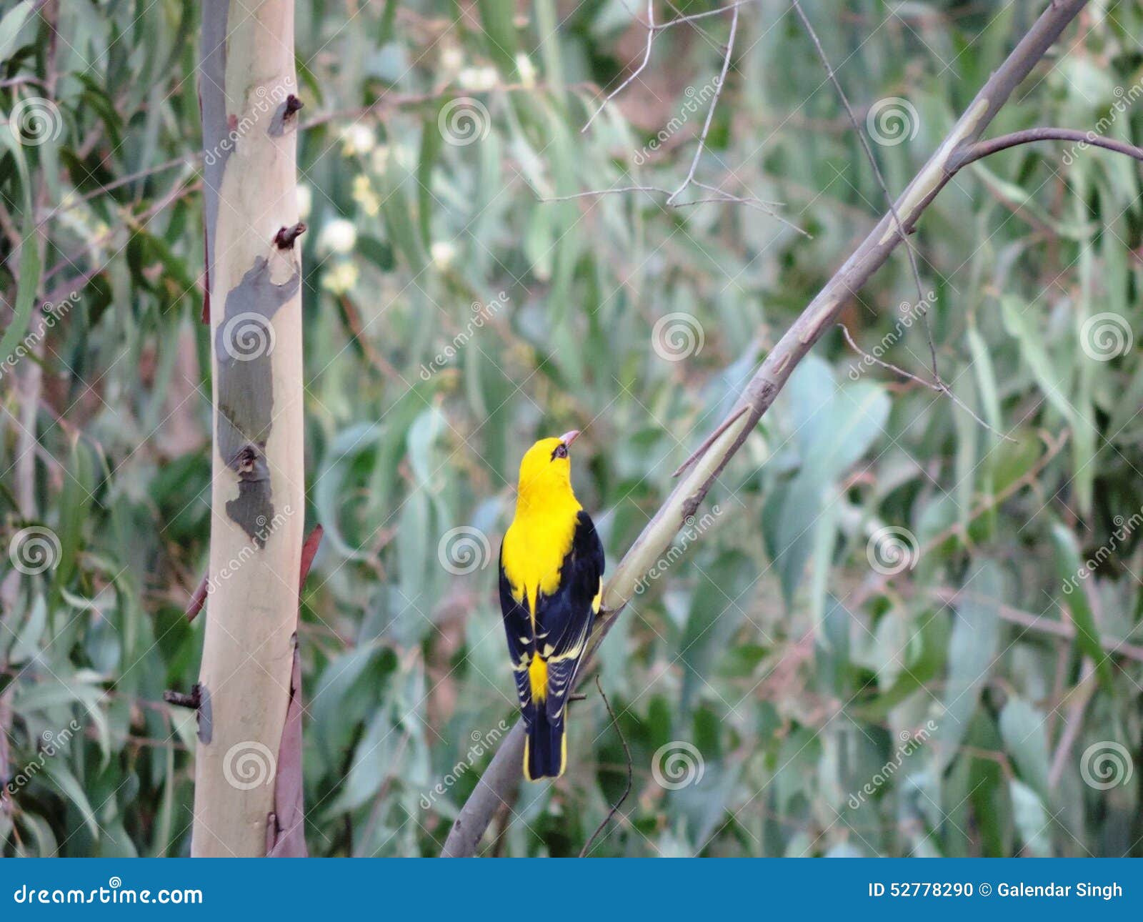 Yellow Bird stock photo. Image of yellow, tree, beak - 52778290