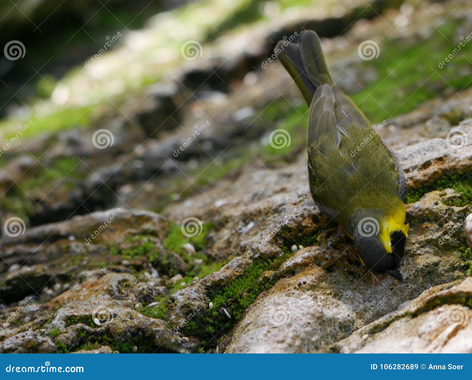 Yellow bird stock image. Image of wild, tree, yellow - 106282689